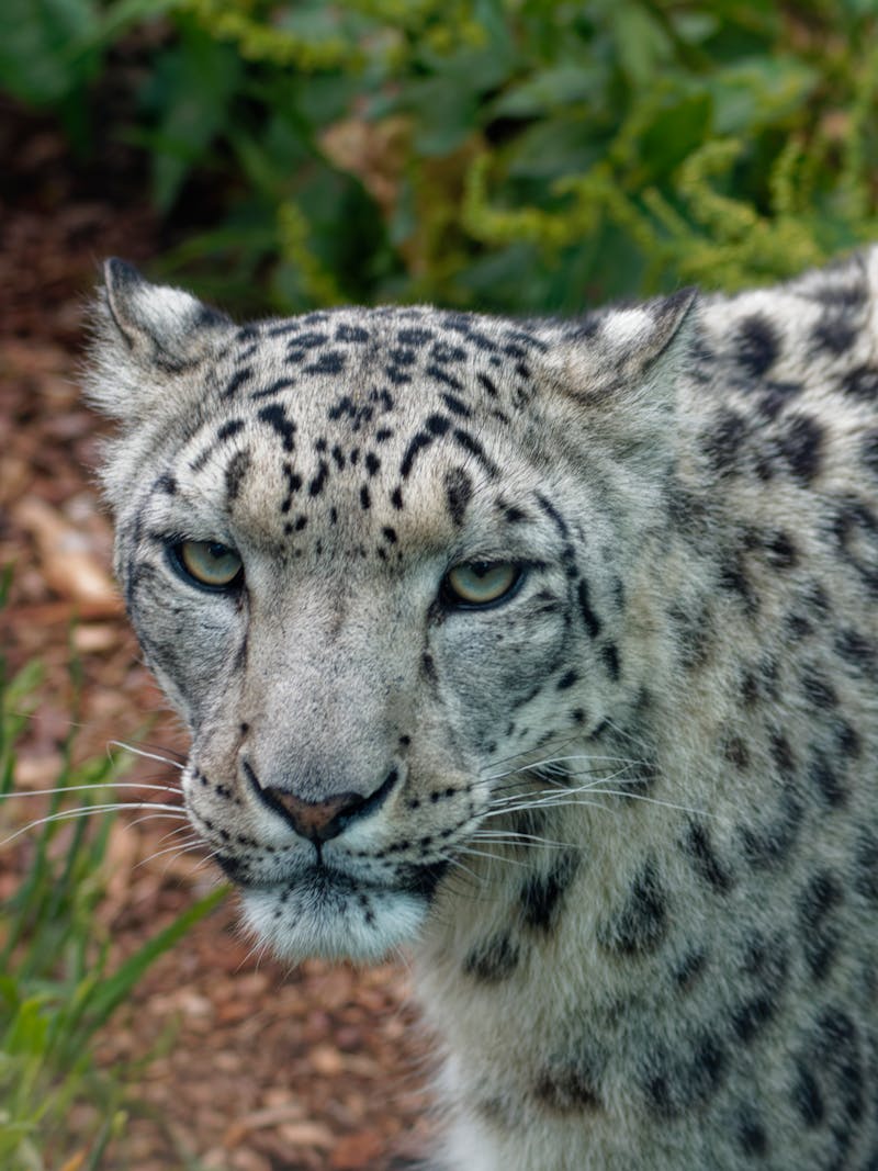 Snow Leopard Photos, Download The BEST Free Snow Leopard Stock Photos ...