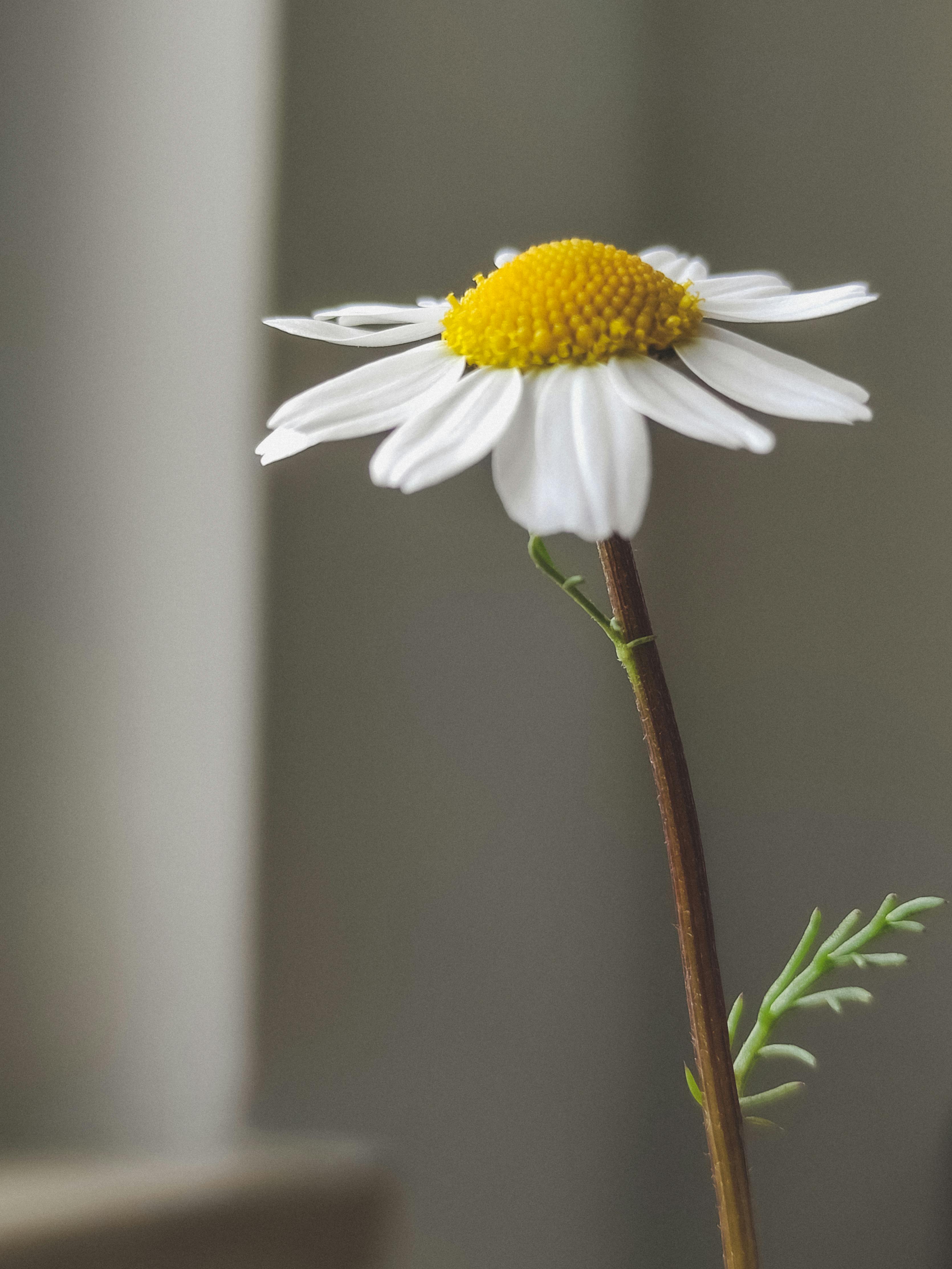 Chamomile Flower in a Living Room · Free Stock Photo