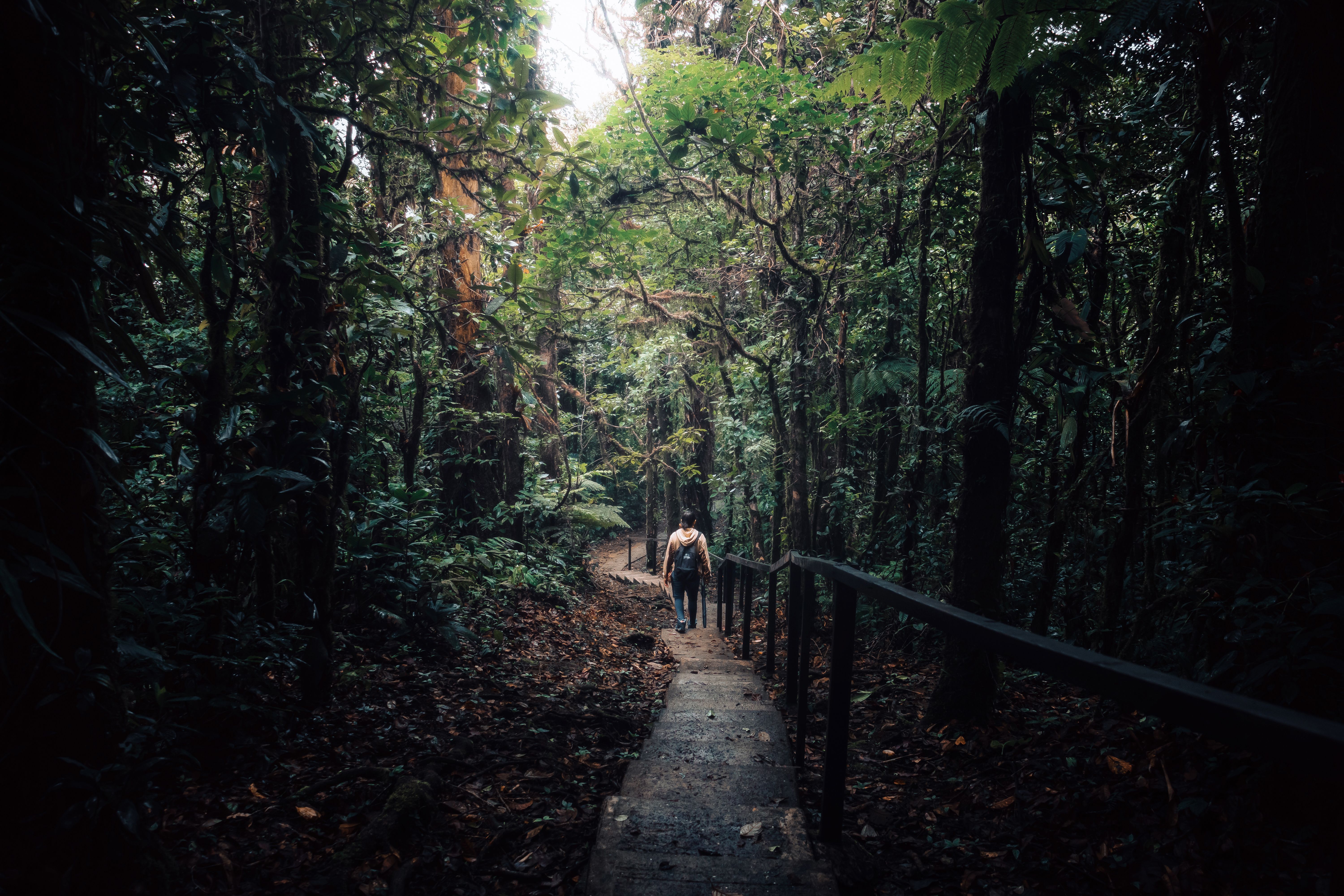 Man Walking on Path in a Tropical Forest · Free Stock Photo
