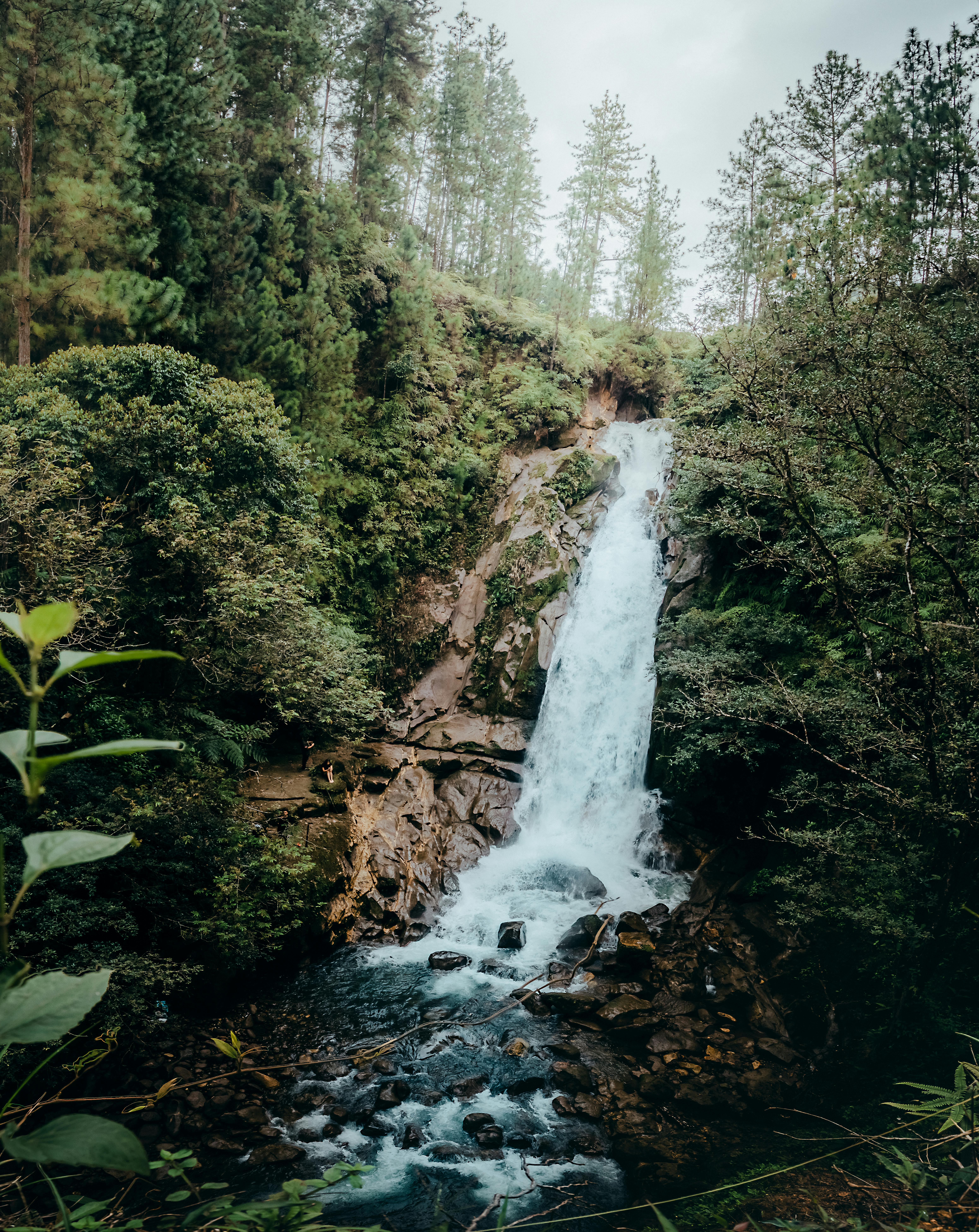 Waterfall in a Coniferous Forest · Free Stock Photo