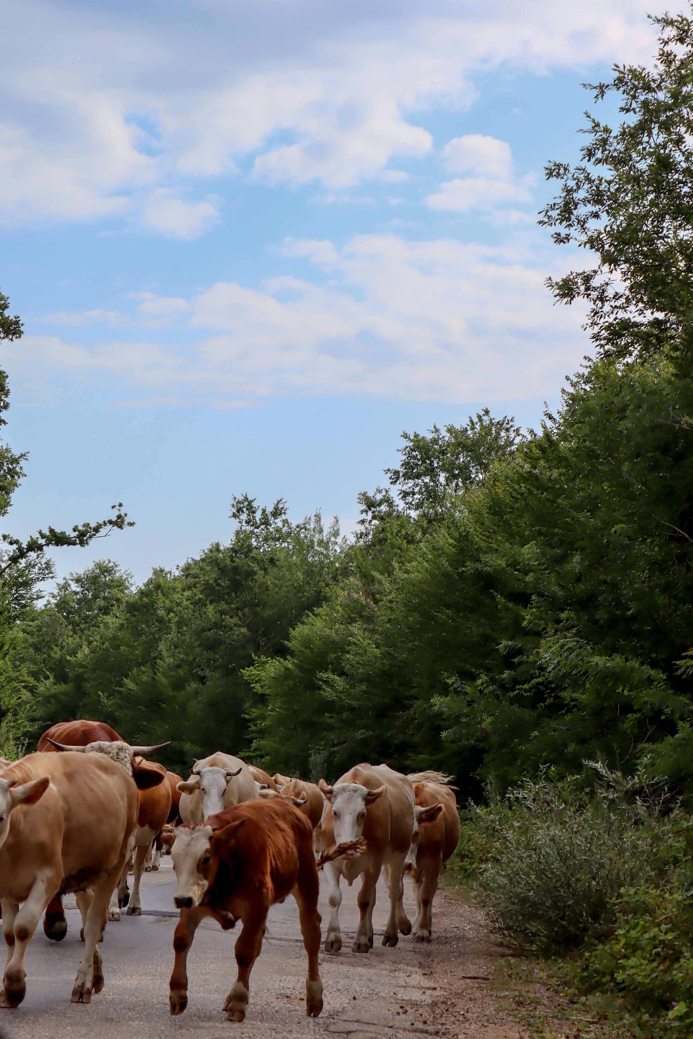 Cows on a Path by the Forest · Free Stock Photo