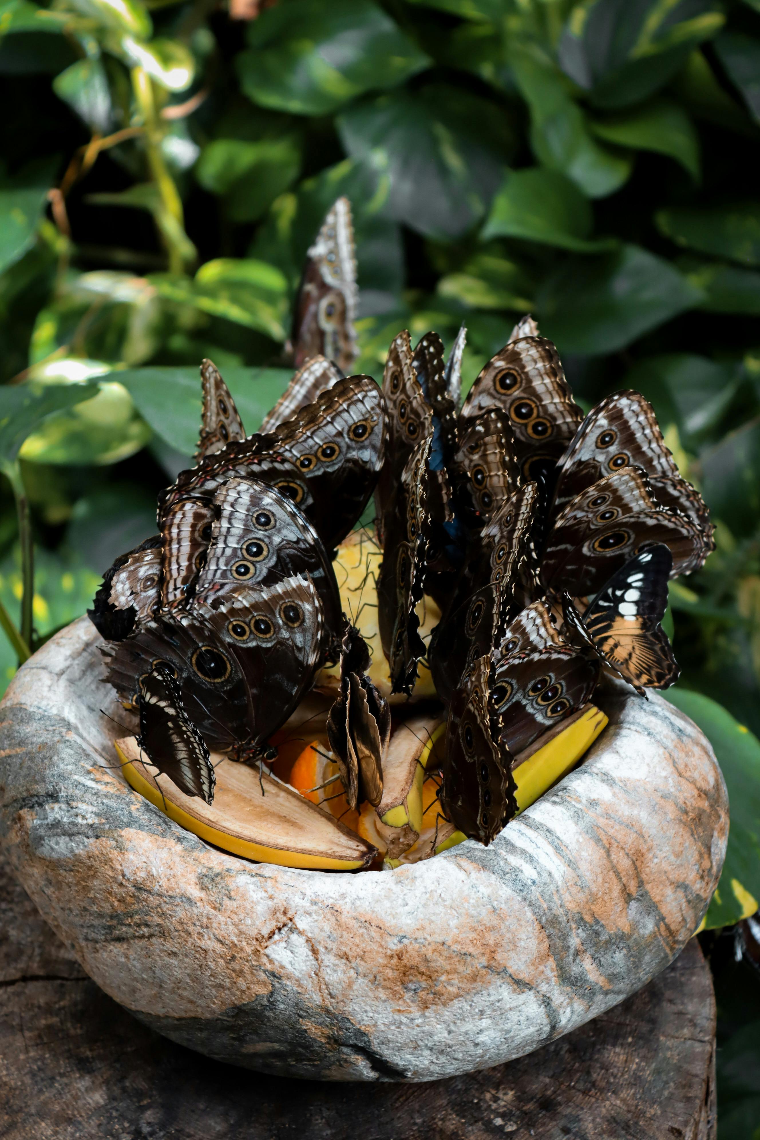 Insects Turquoise Photos, Download The BEST Free Insects Turquoise ...