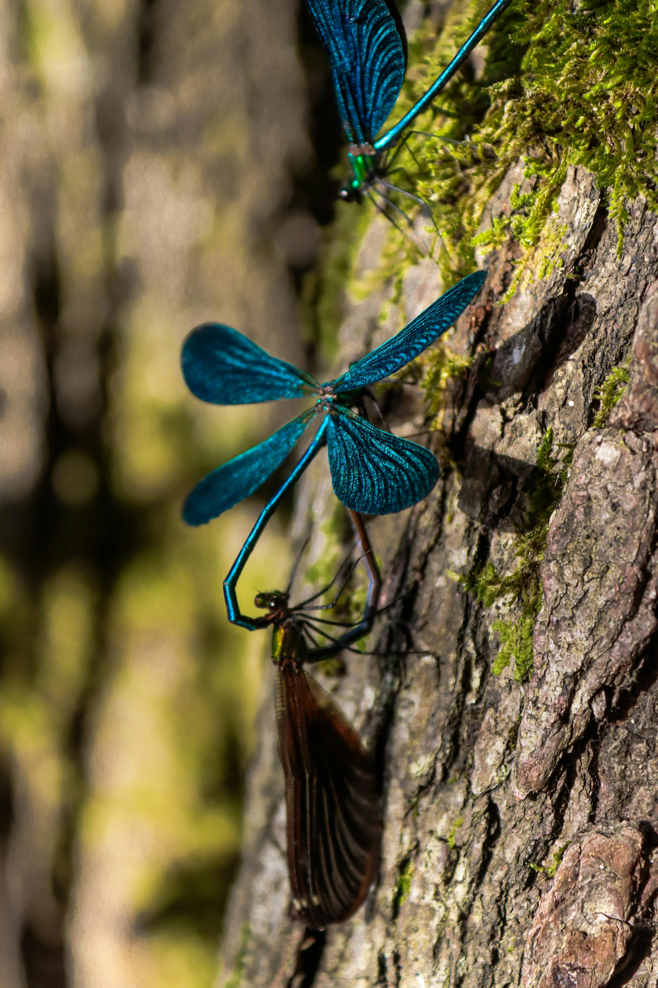 Insects Turquoise Photos, Download The BEST Free Insects Turquoise ...