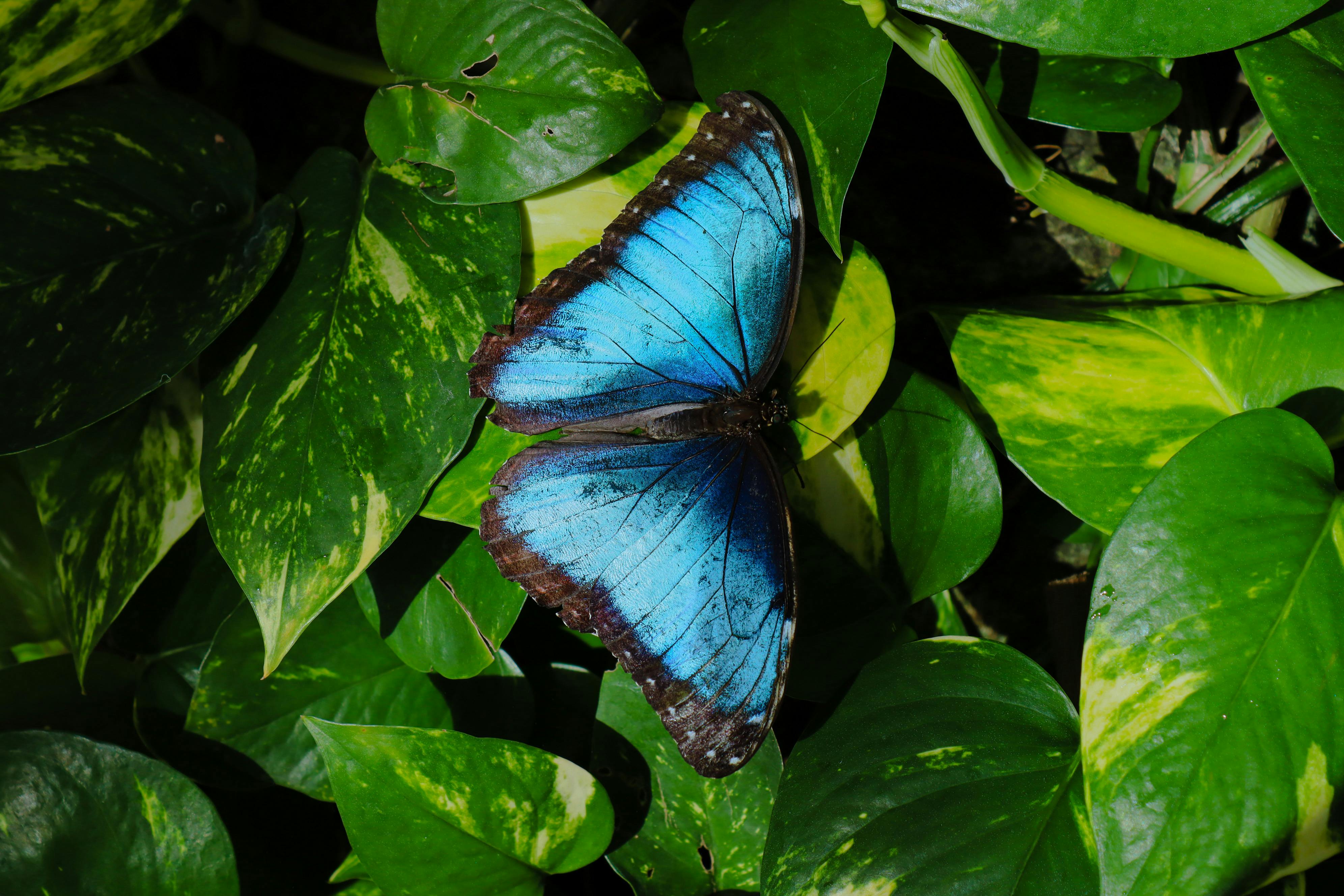 Butterfly Logs Photos, Download The BEST Free Butterfly Logs Stock ...