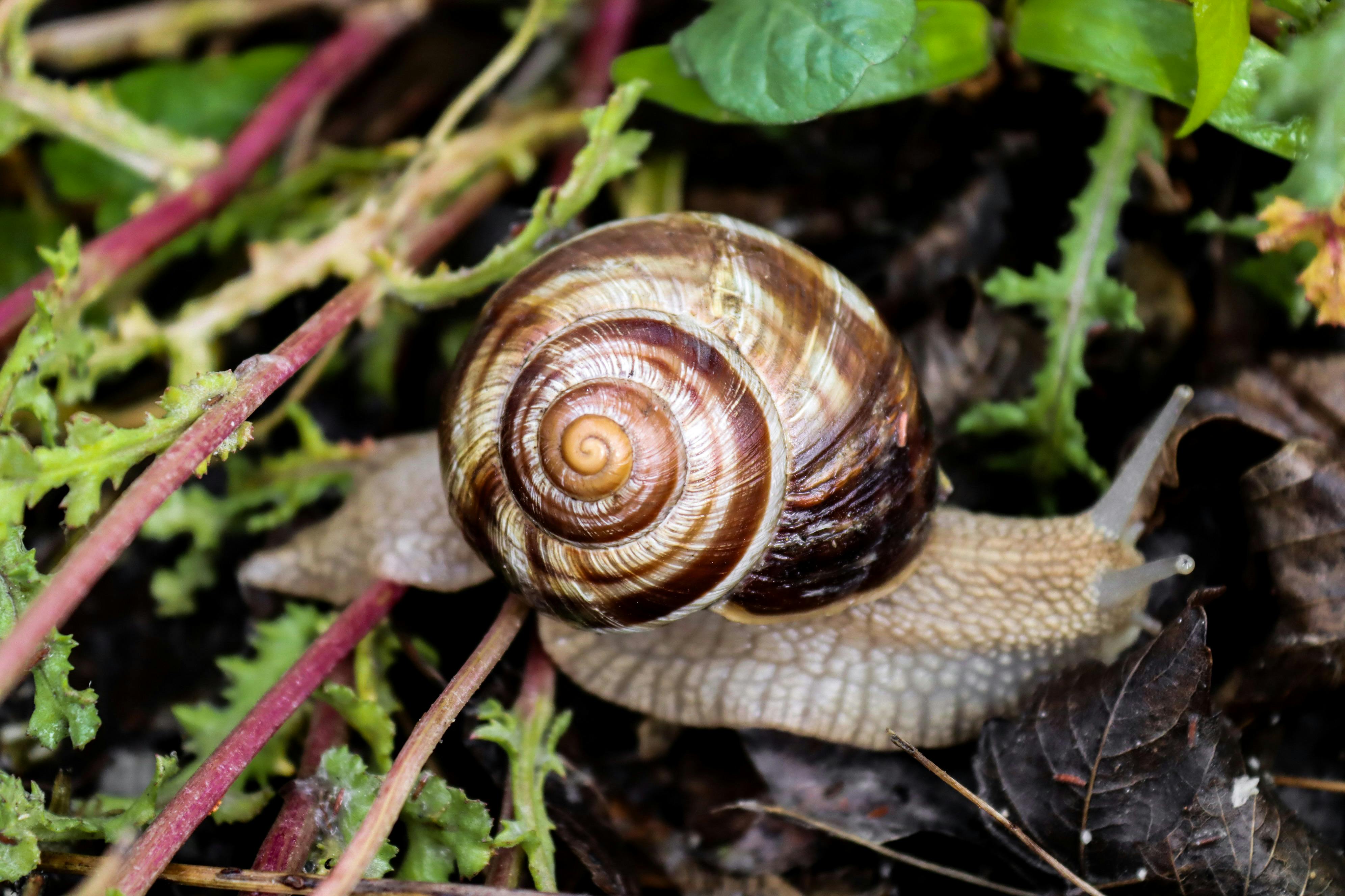 Hermit Crab in a Snail Shell on the Beach · Free Stock Photo