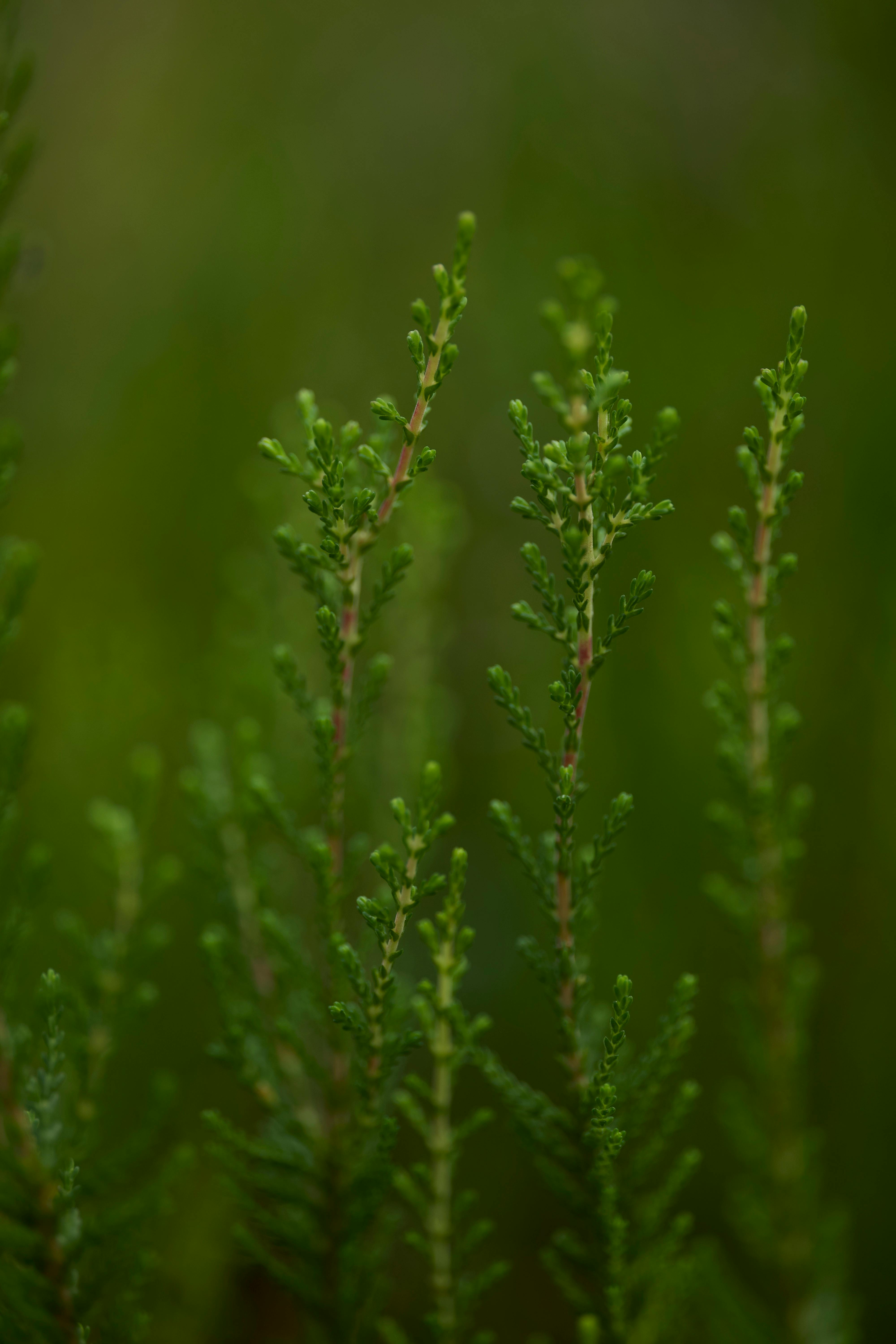 Green Ery Backgrounds Photos, Download The BEST Free Green Ery ...