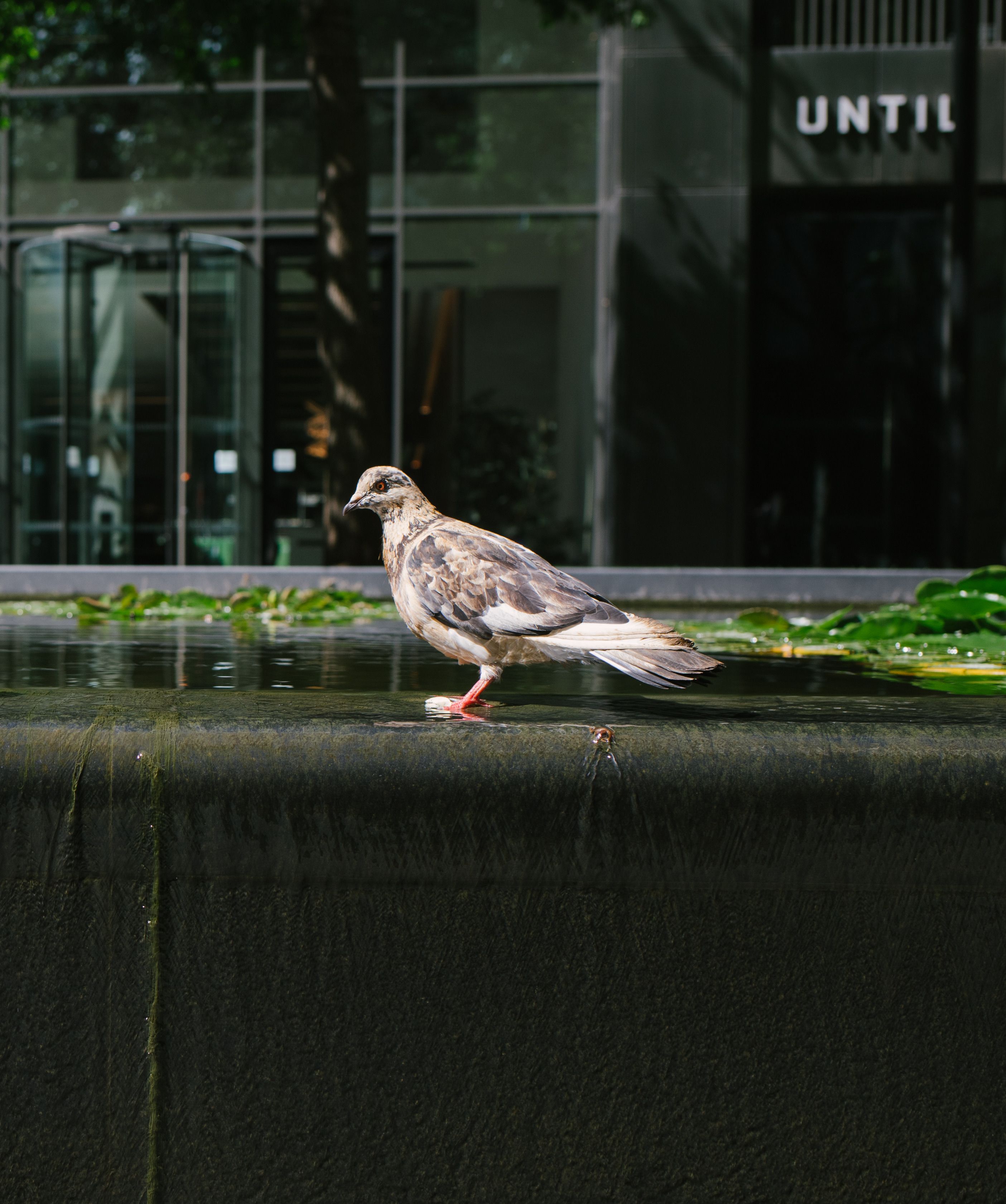 Pigeon On Edge Photos, Download The BEST Free Pigeon On Edge Stock ...