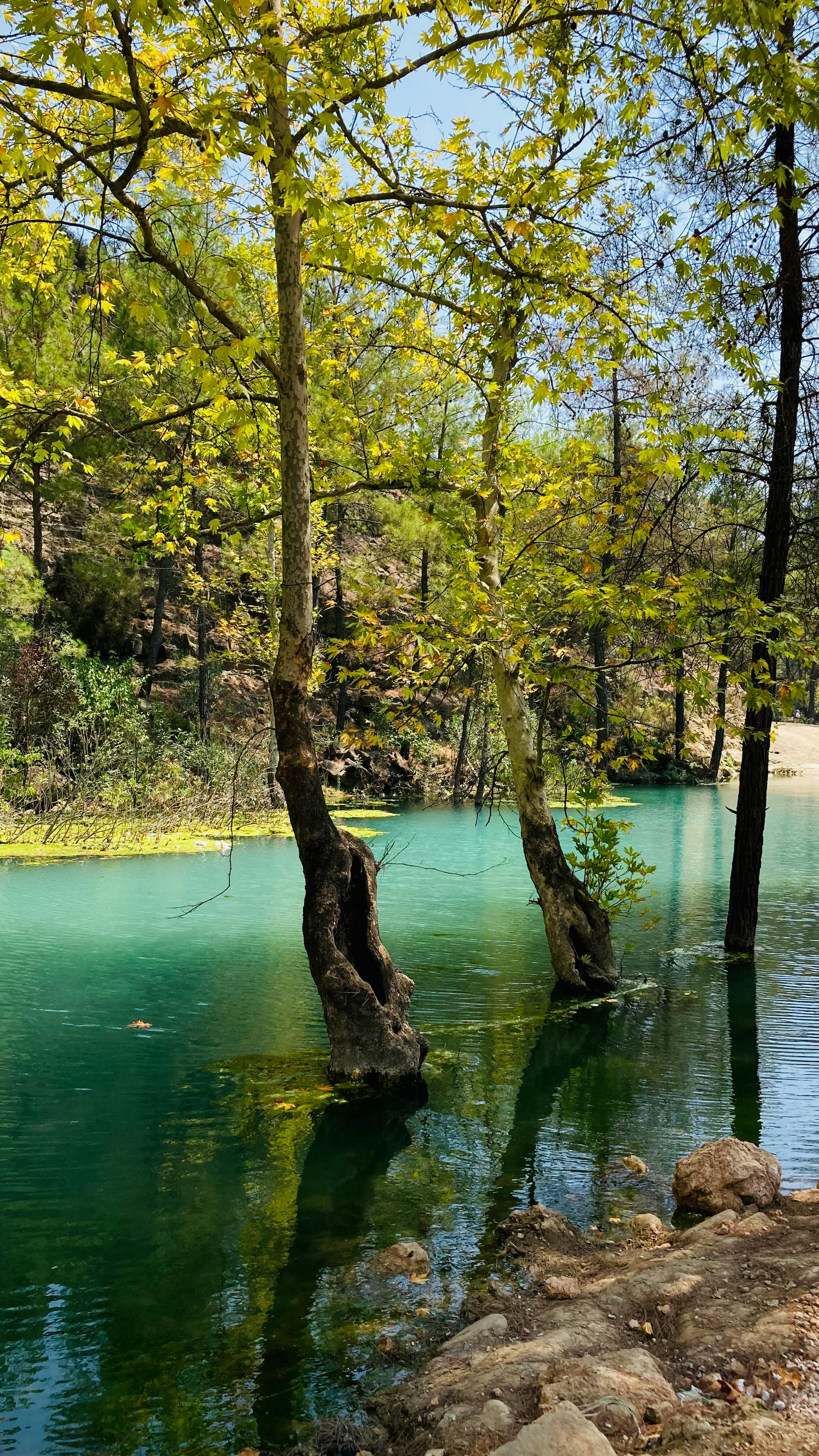 Trees on River · Free Stock Photo