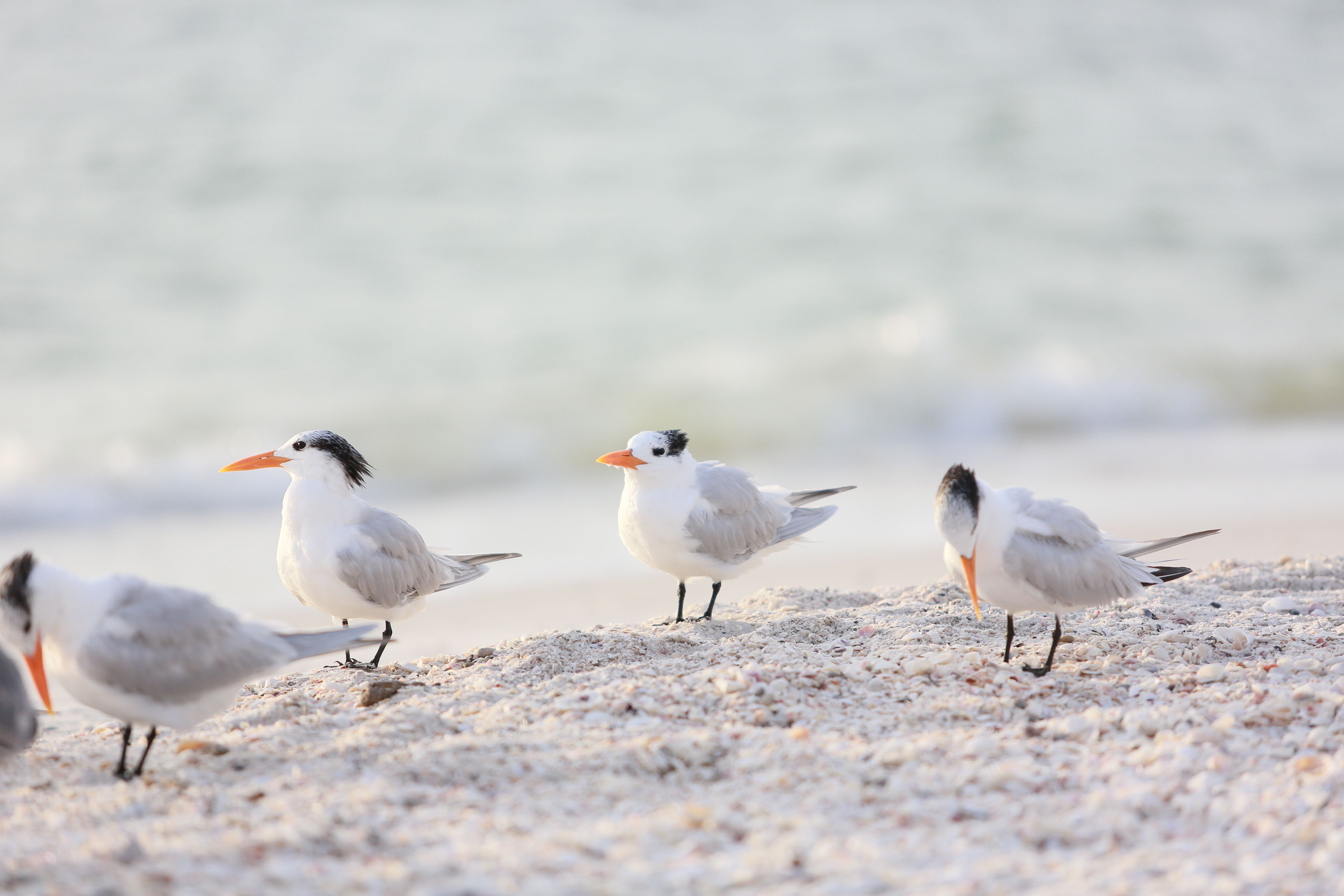 Photo of the Lesser Crested Terns on a Beach · Free Stock Photo