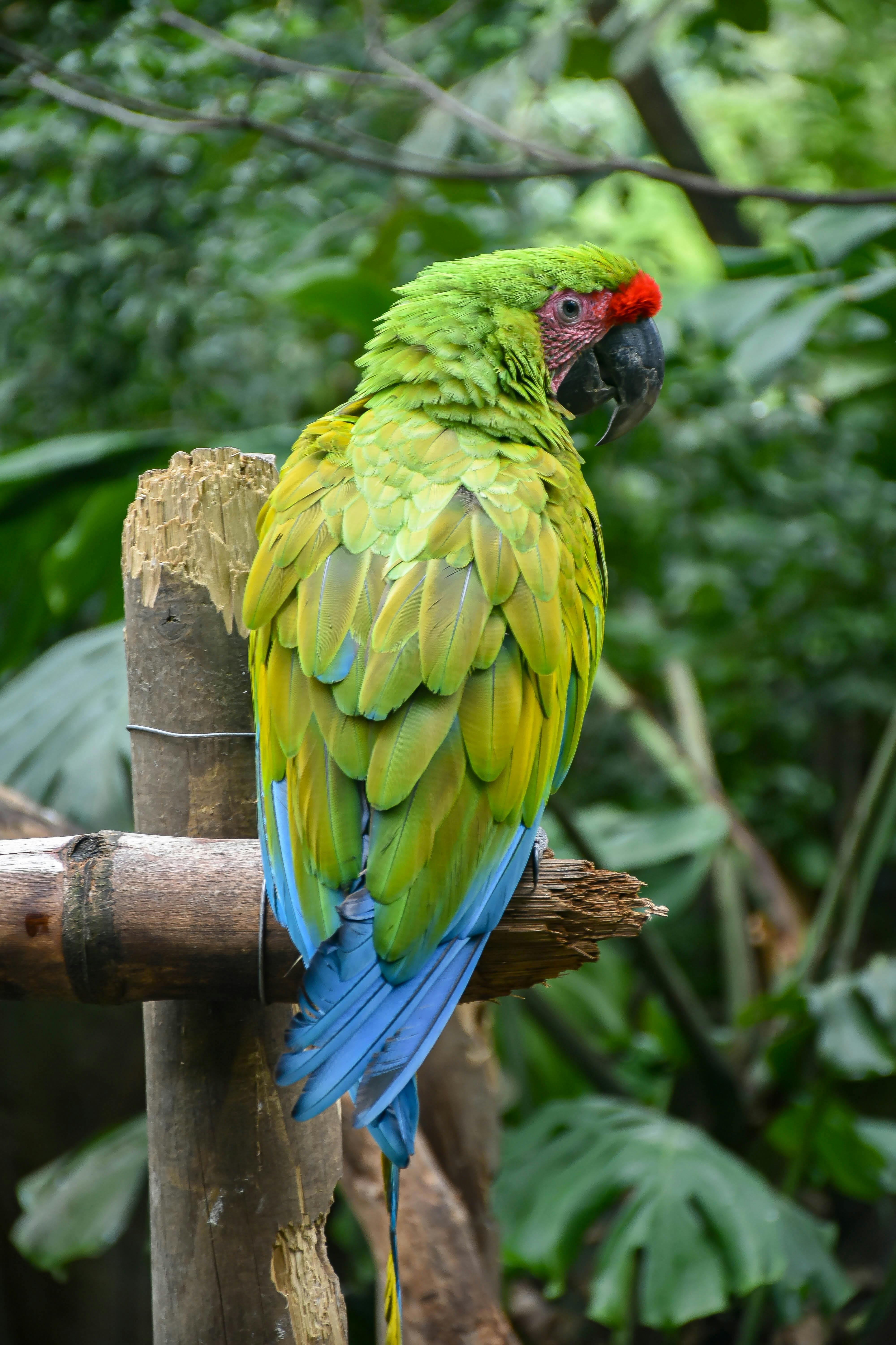 Macaw Dengan Back Photos, Download The BEST Free Macaw Dengan Back ...