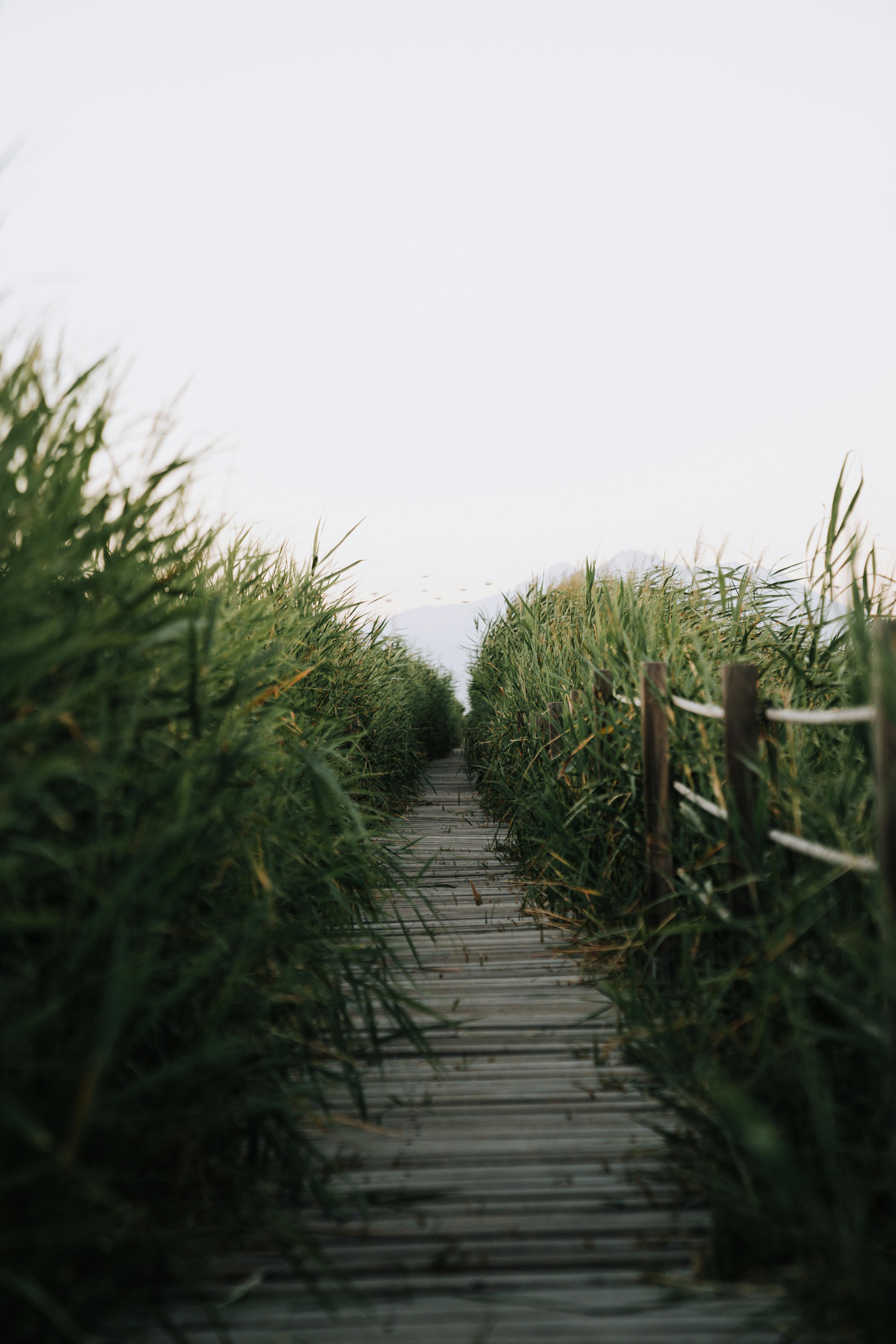 Rushes around Wooden Footpath · Free Stock Photo