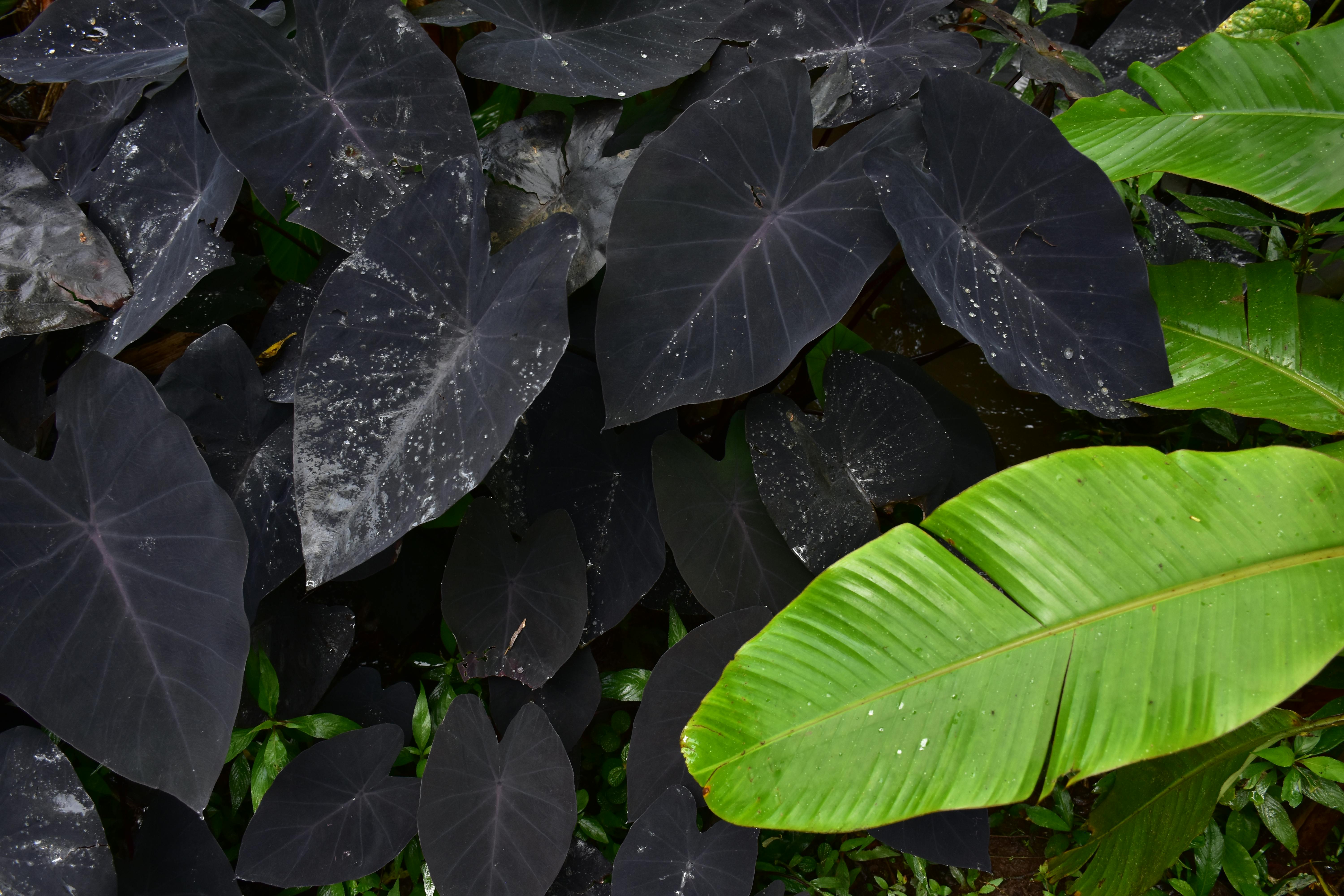 Black Nature Photos, Download The BEST Free Black Nature Stock Photos ...