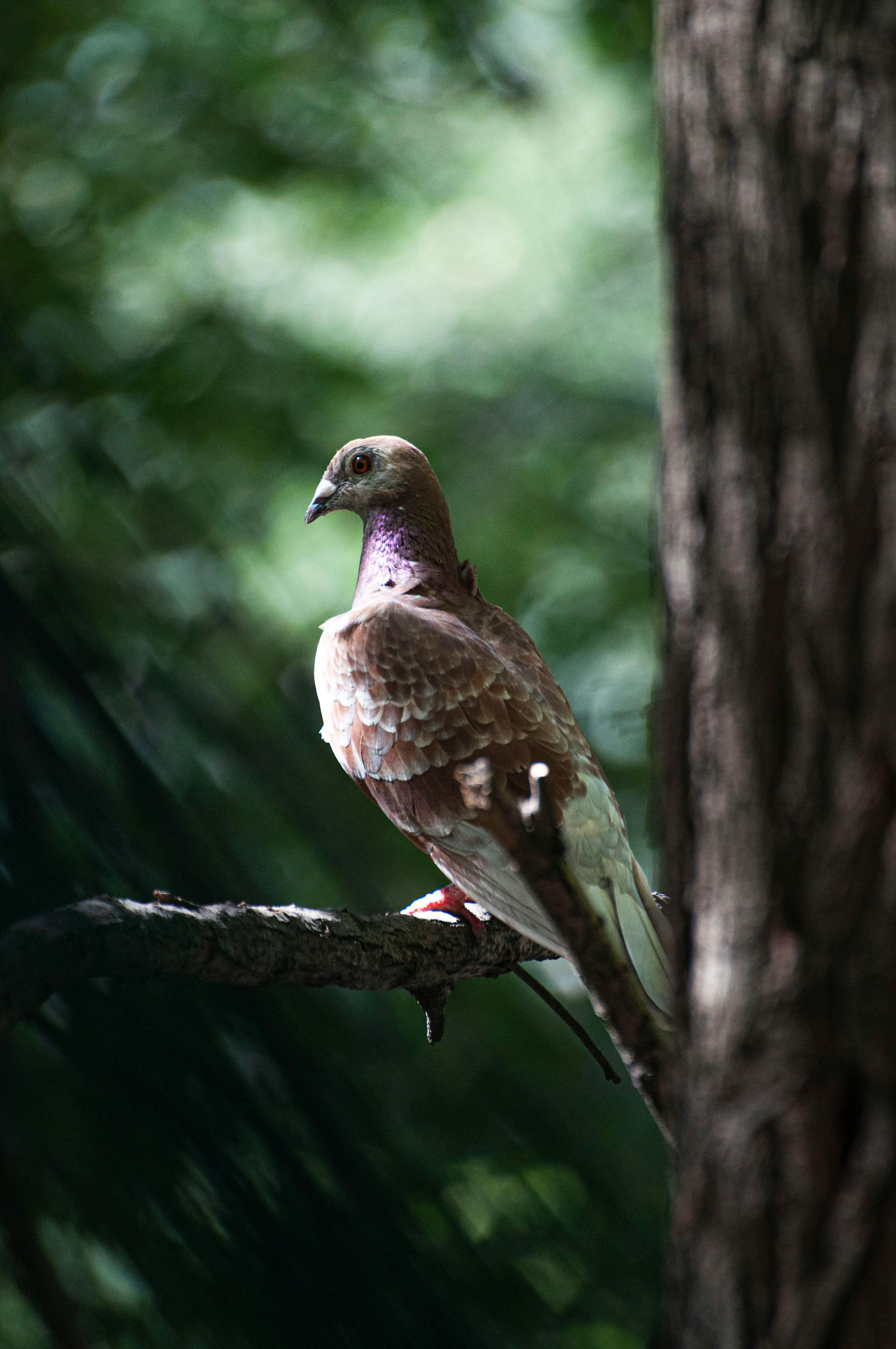 Forest Animal Photos, Download The BEST Free Forest Animal Stock Photos ...