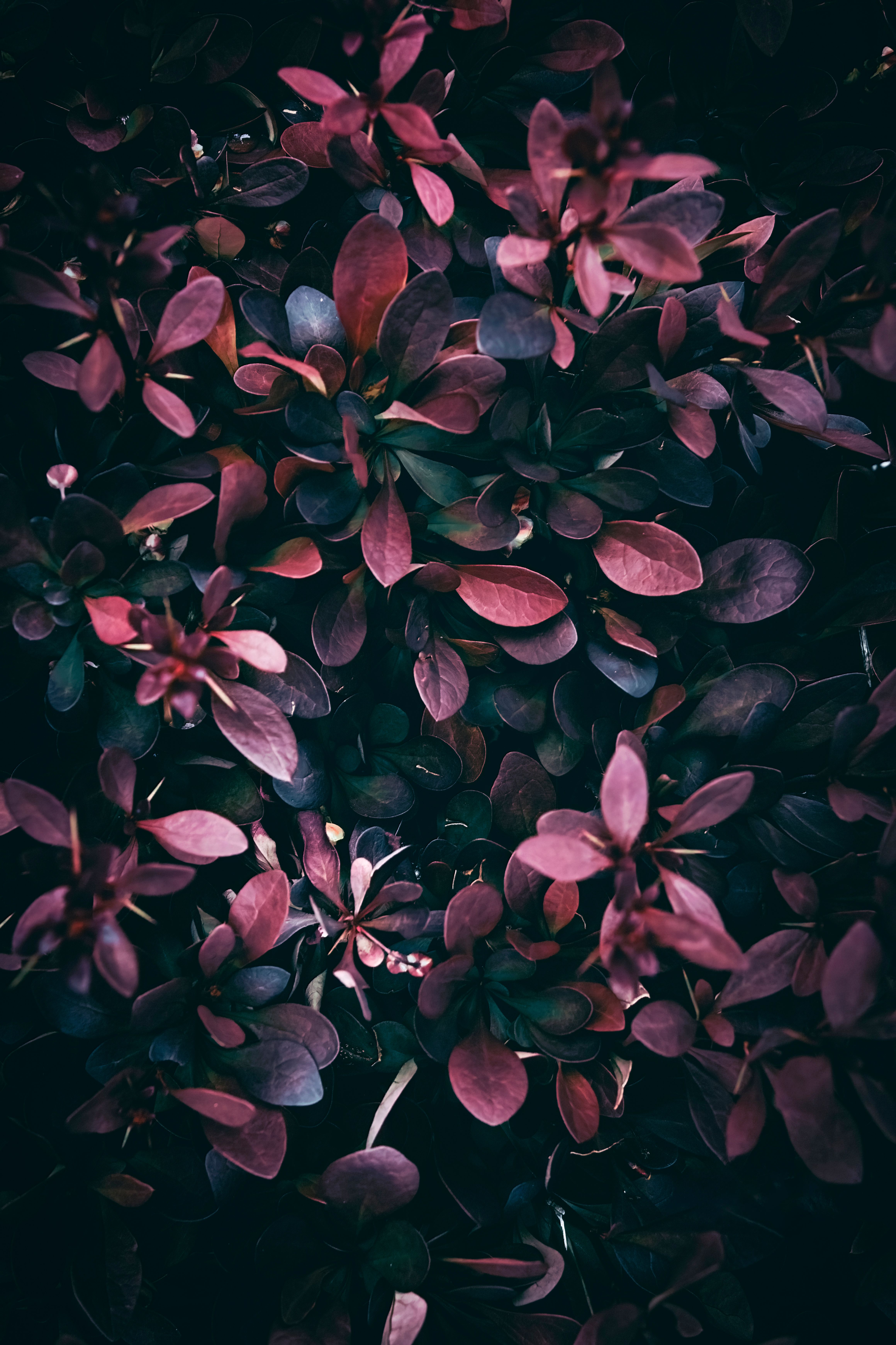 Moody Purple Leaves with Dew Drops · Free Stock Photo
