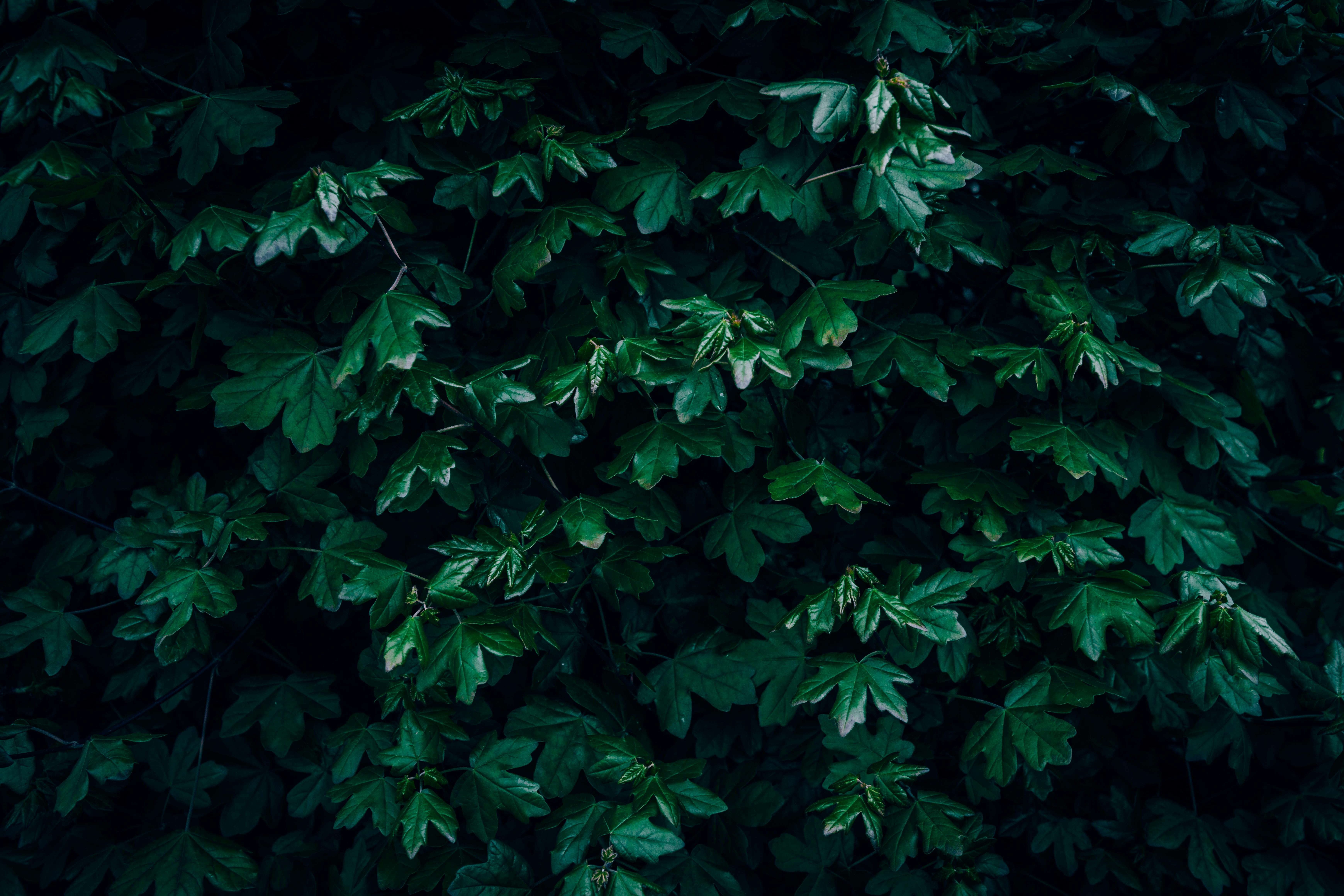 Shrub in a Forest at Night · Free Stock Photo