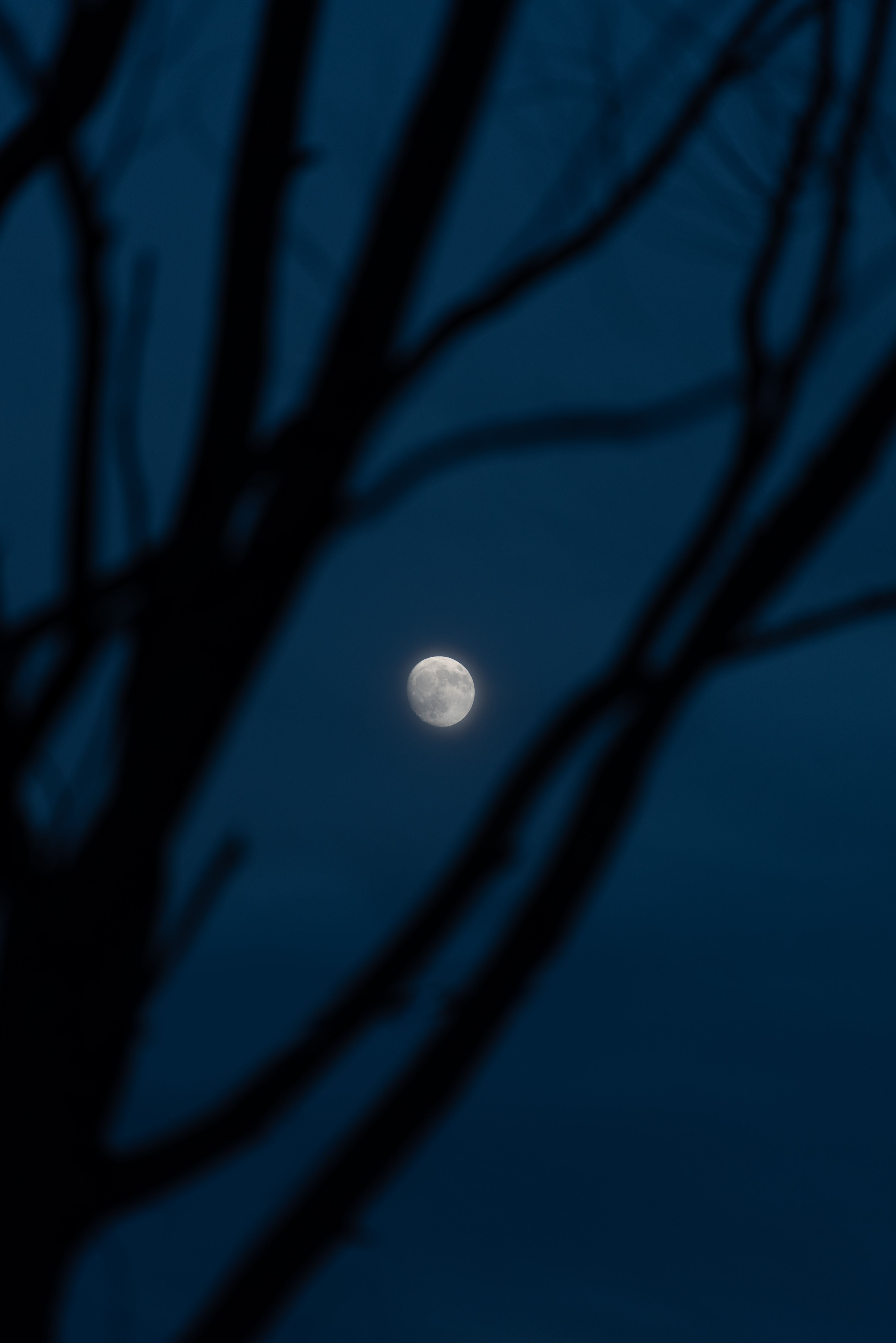 Moon on Night Sky behind Branches · Free Stock Photo