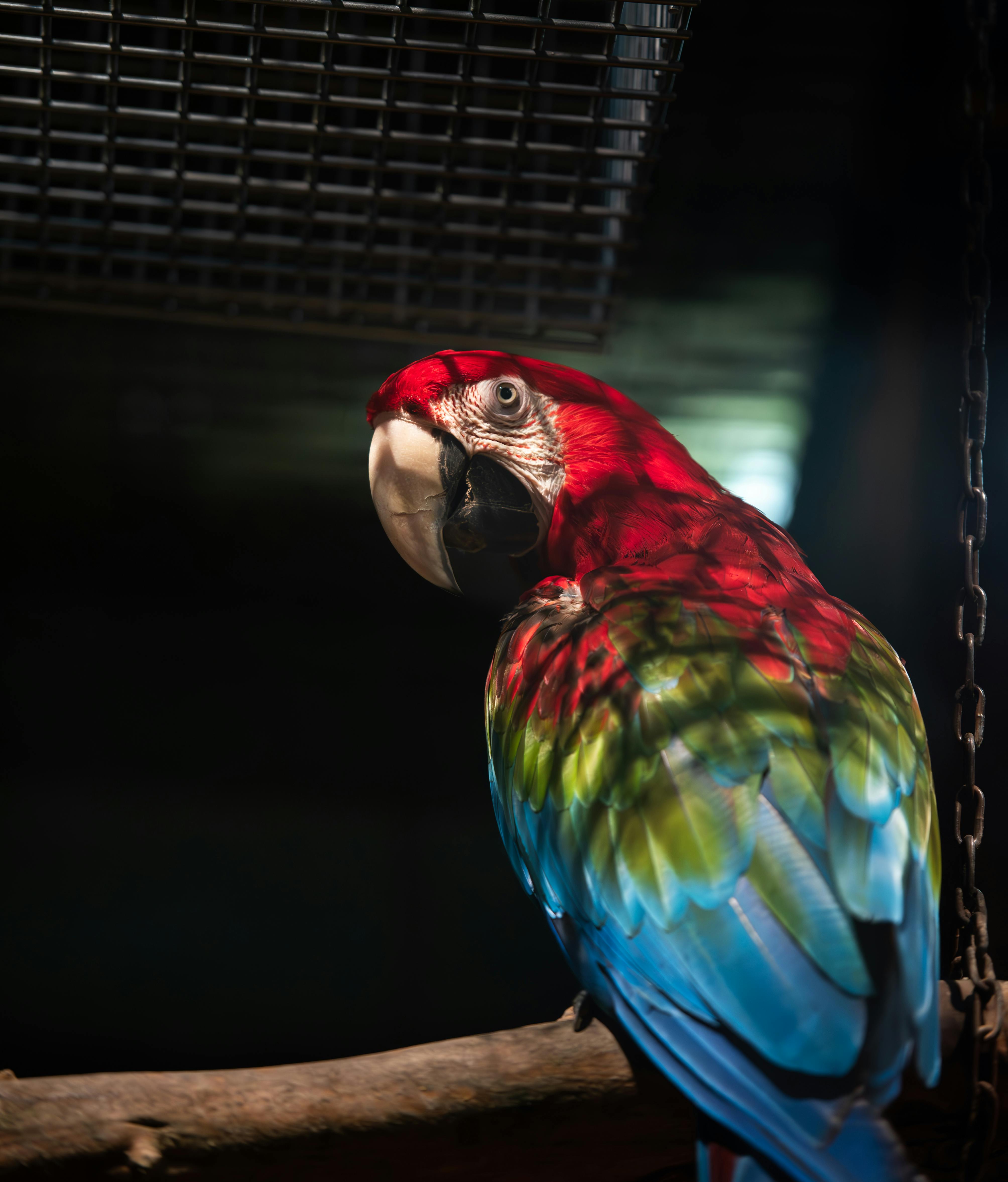 Colorful Parrot in a Shadow · Free Stock Photo