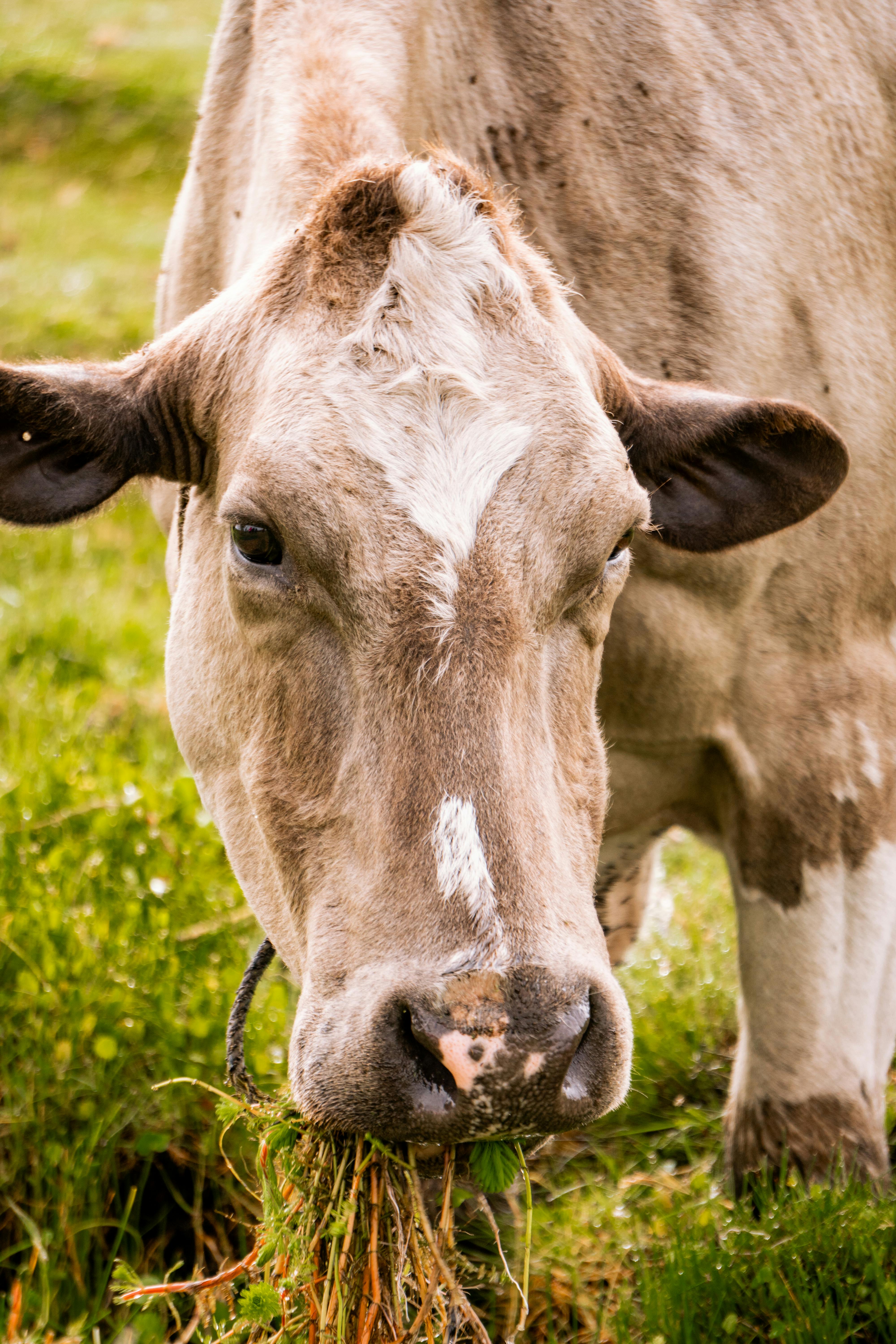 Portrait of Cow · Free Stock Photo