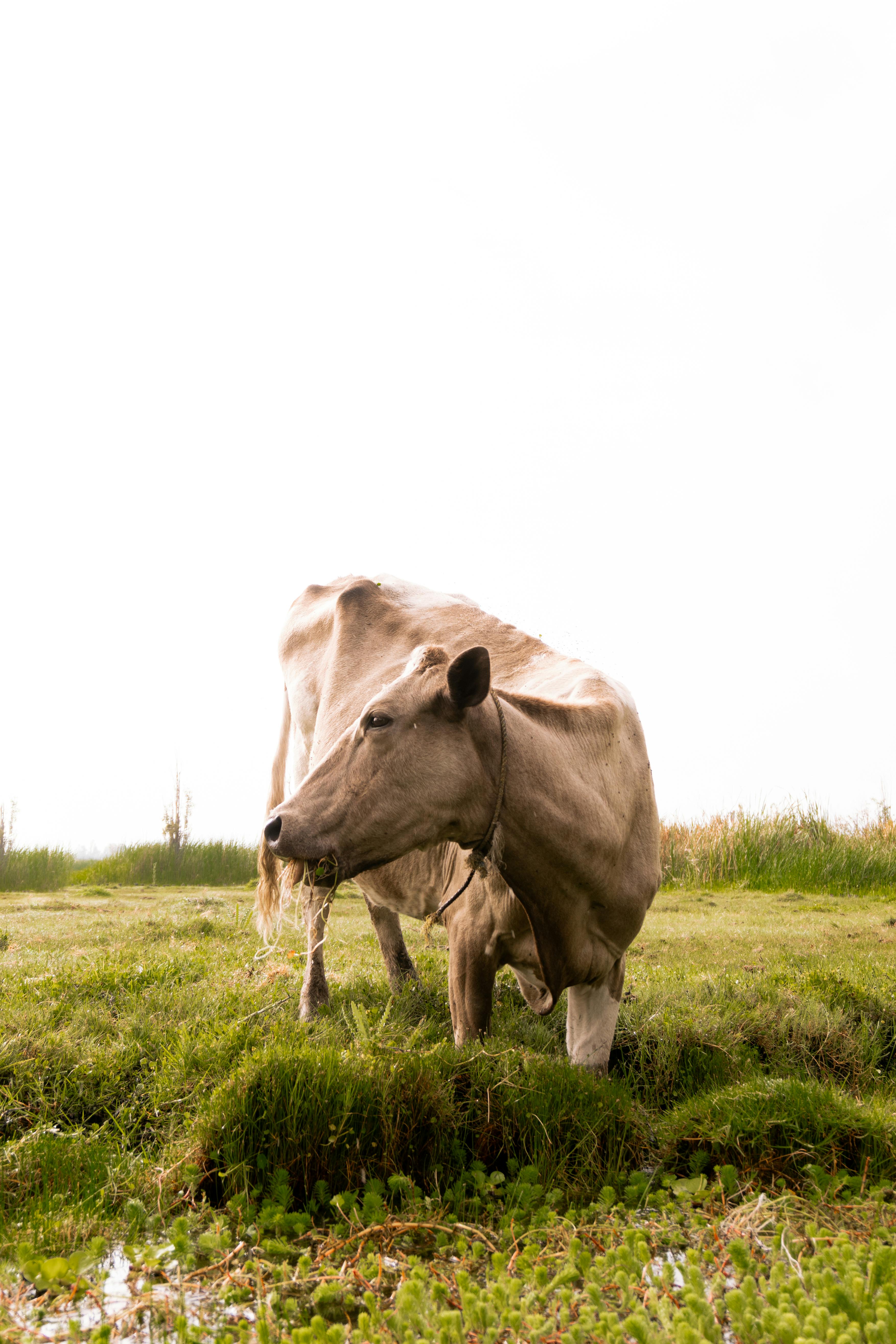 Portrait of Cow Calf · Free Stock Photo
