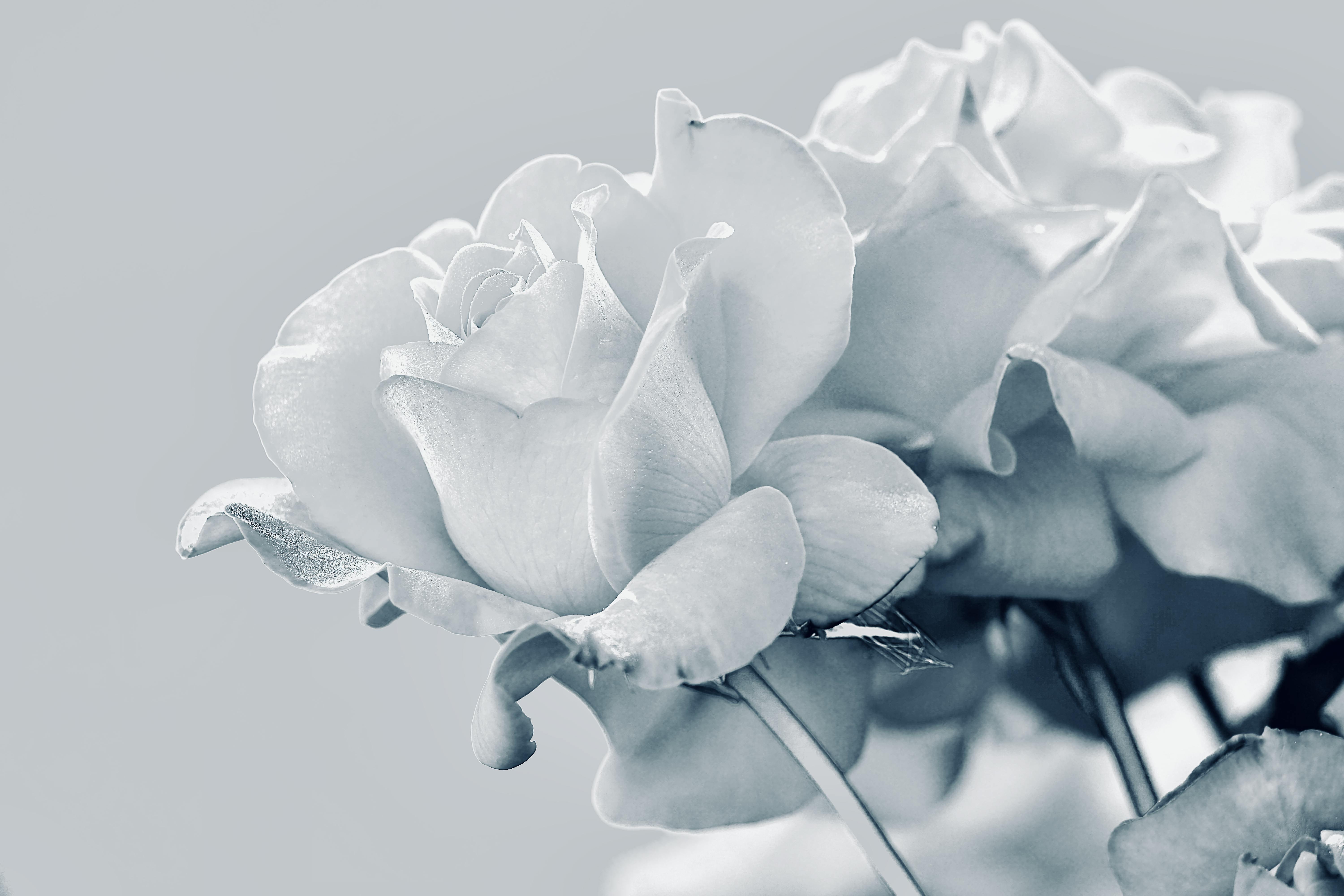 Closeup Rose Flowers in Infrared · Free Stock Photo