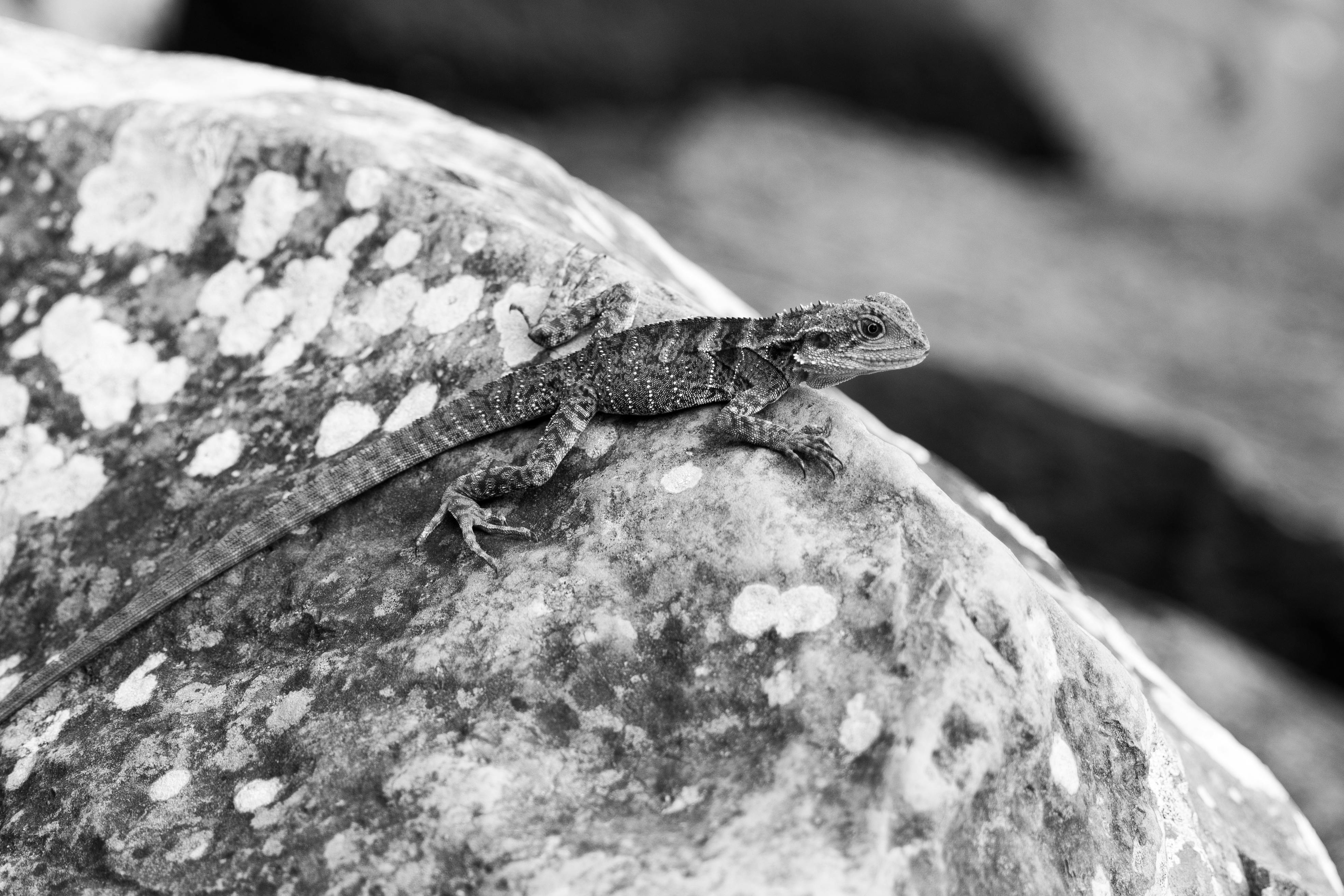 Water Dragon Standing on Rock · Free Stock Photo