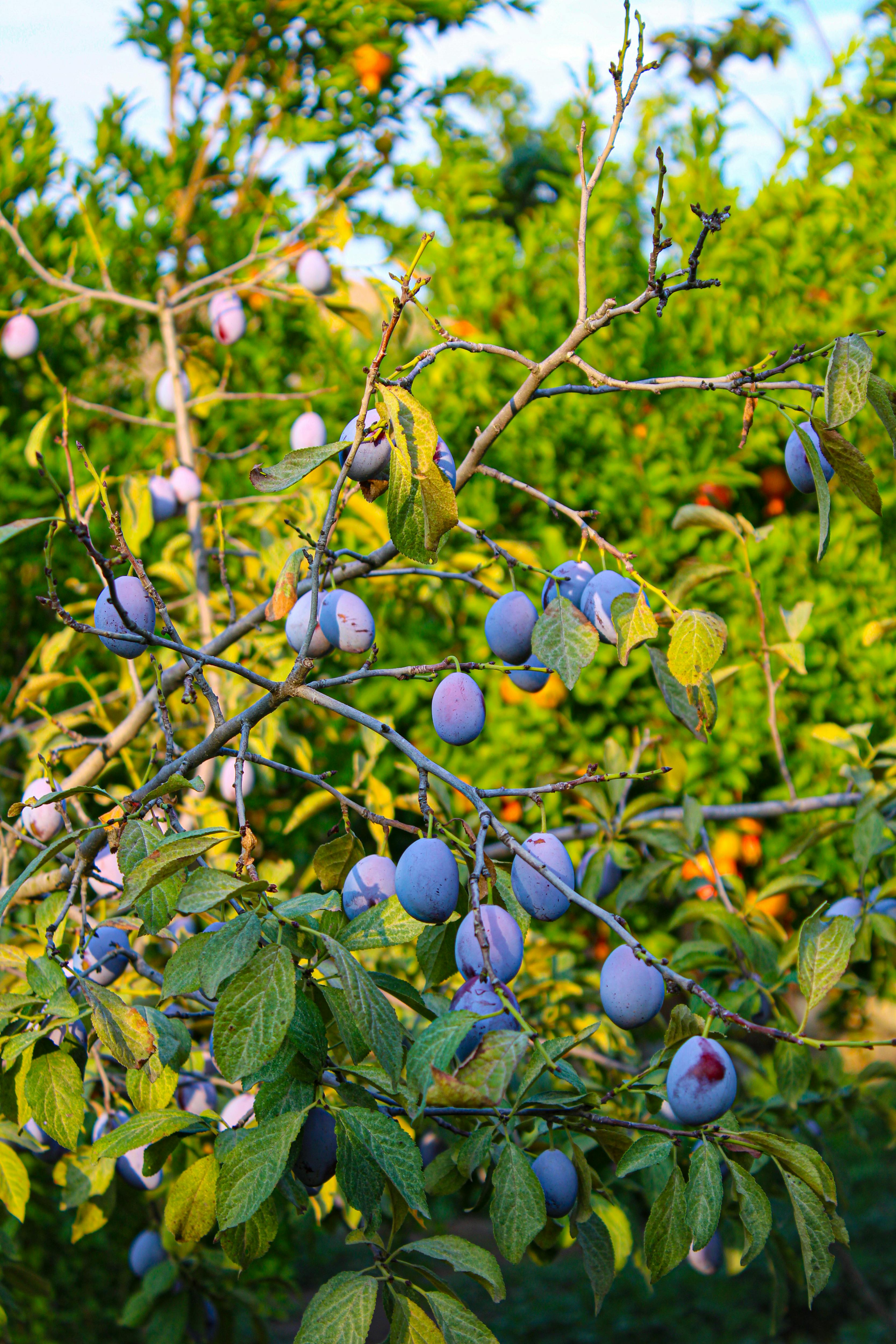 Mehin Qehremanzade - Photography