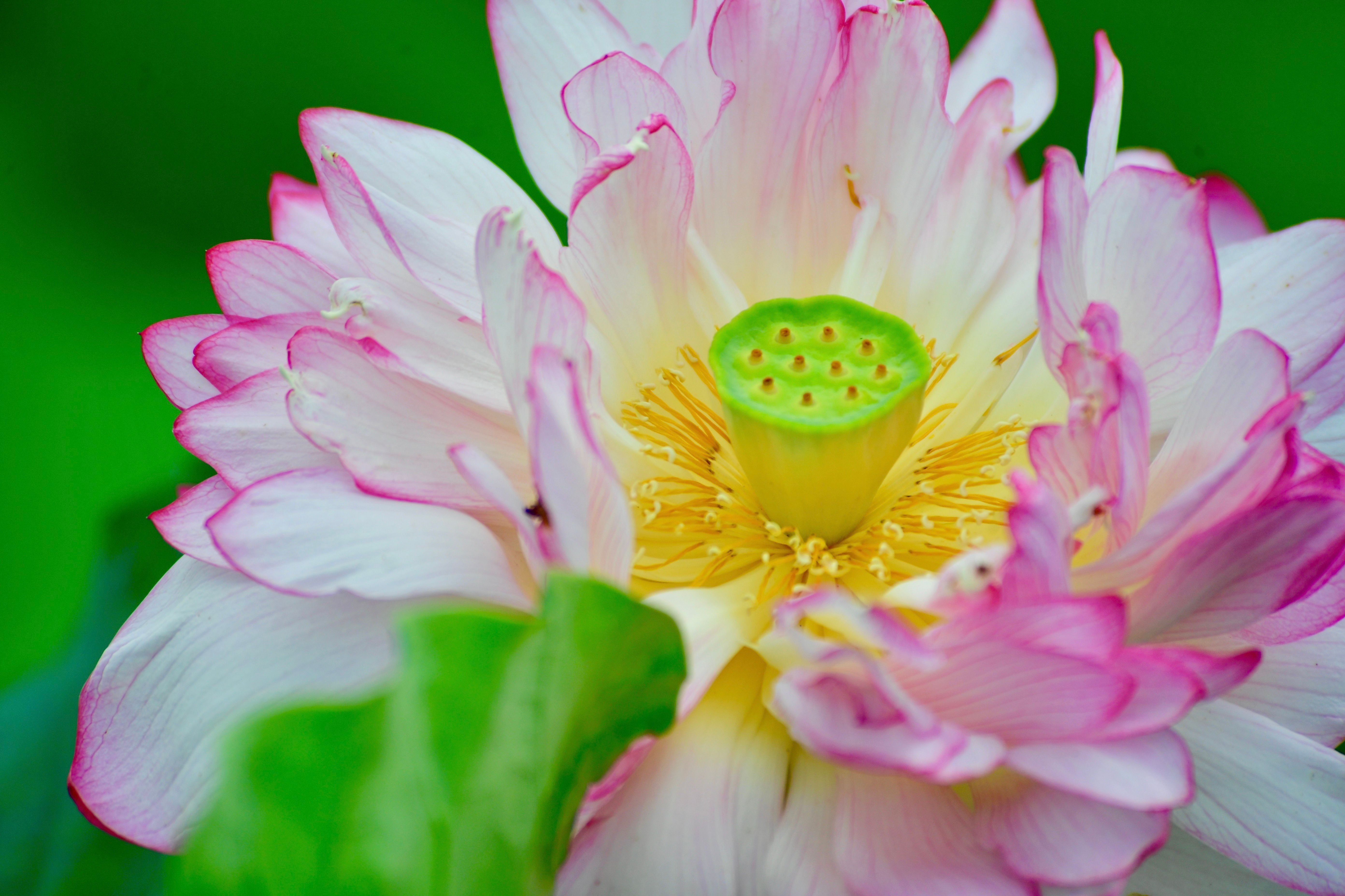 Lotus Flower Wallpaper Photos, Download The BEST Free Lotus Flower ...