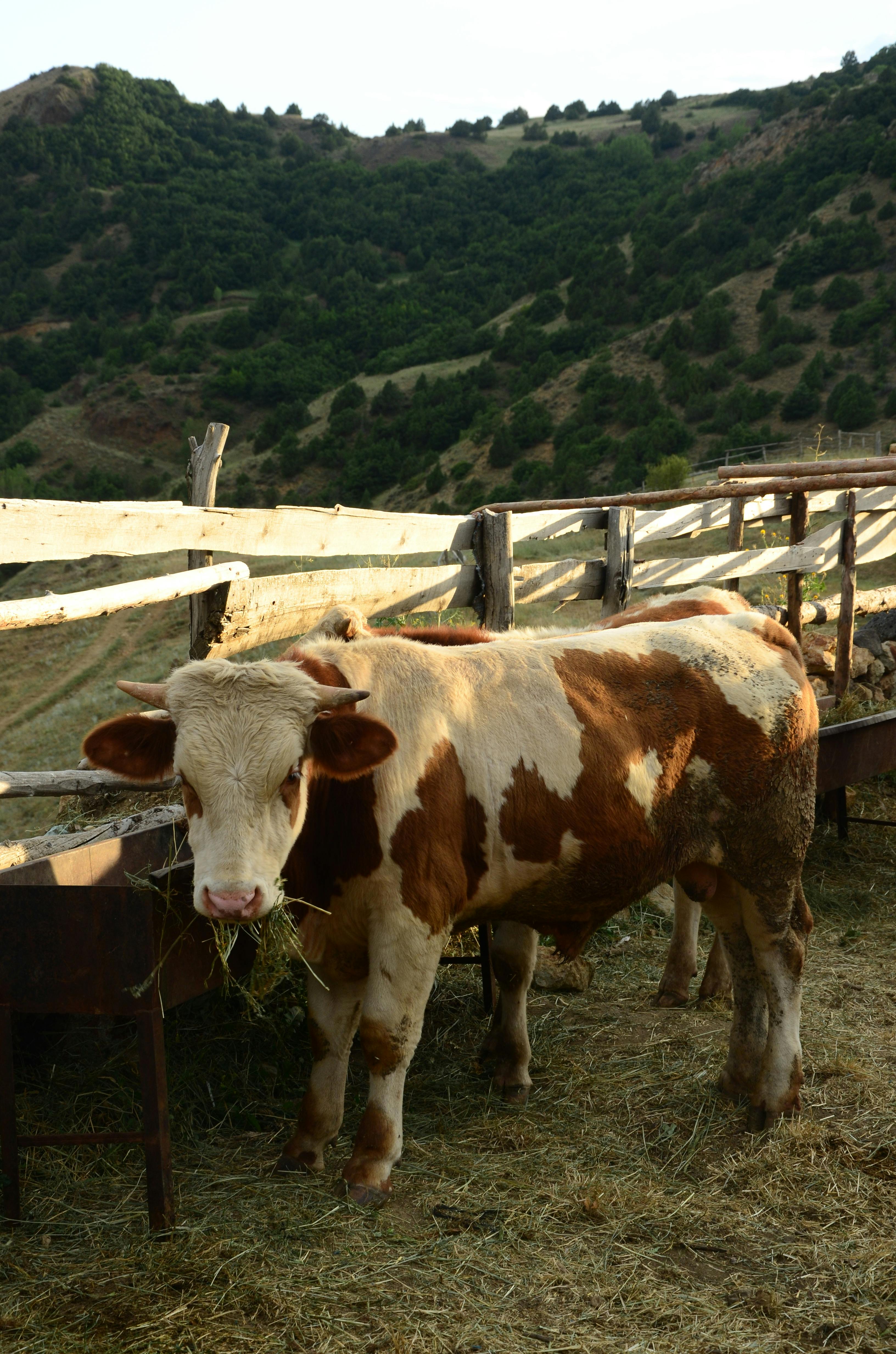 Photo of a Cattle · Free Stock Photo