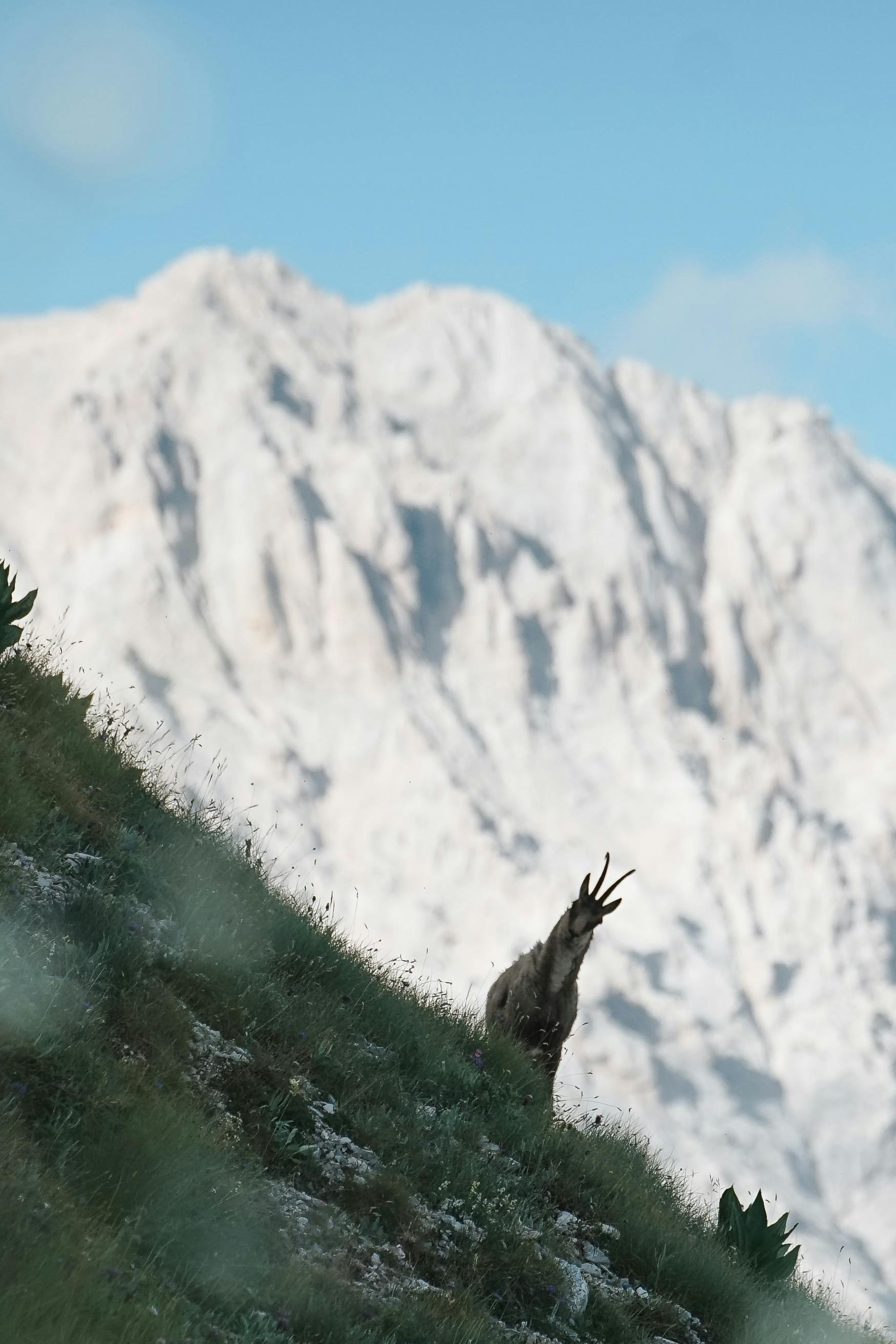 Wild Unique Animals Low Oixels Photos, Download The BEST Free Wild ...