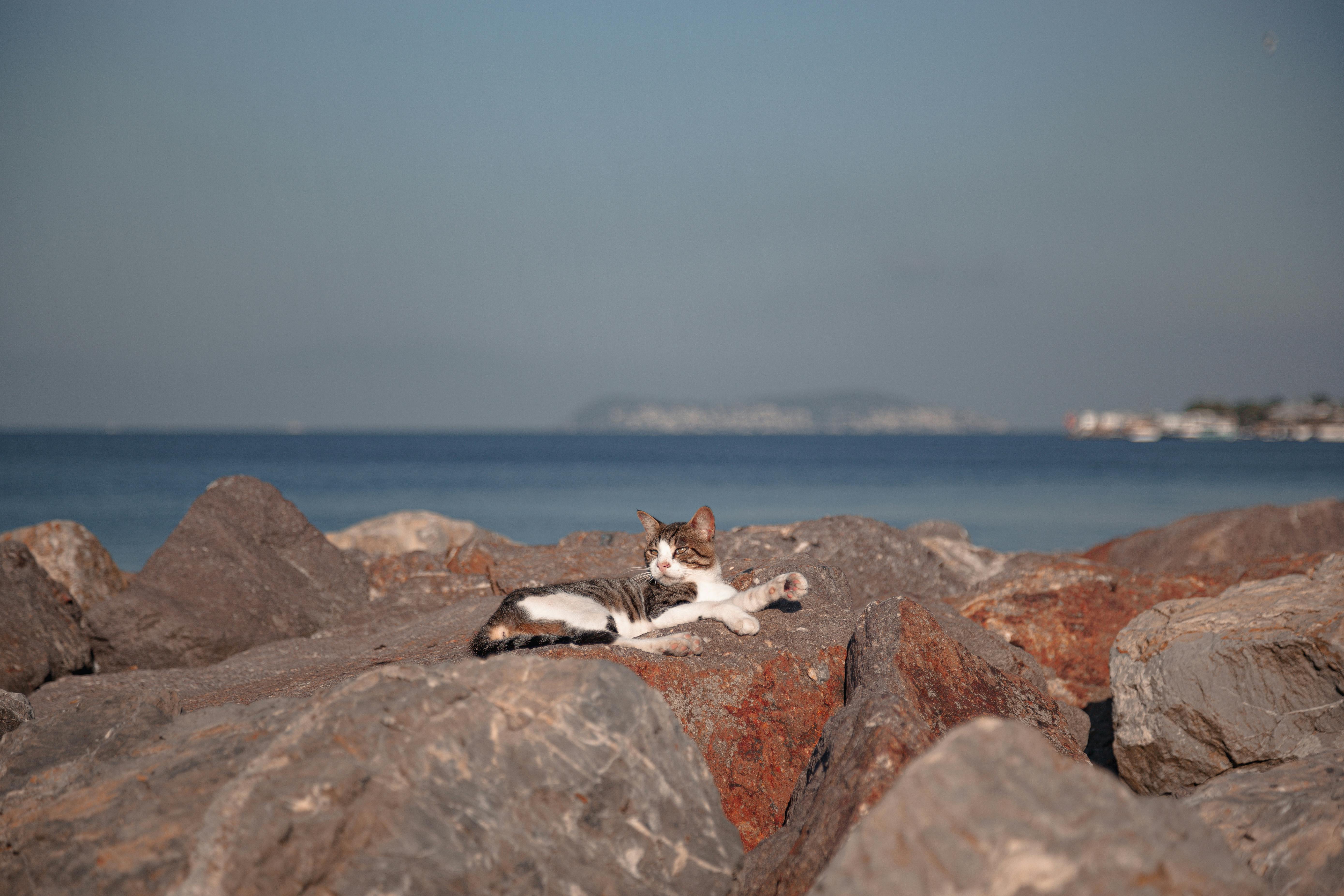 Cat Physio Photos, Download The BEST Free Cat Physio Stock Photos & HD ...