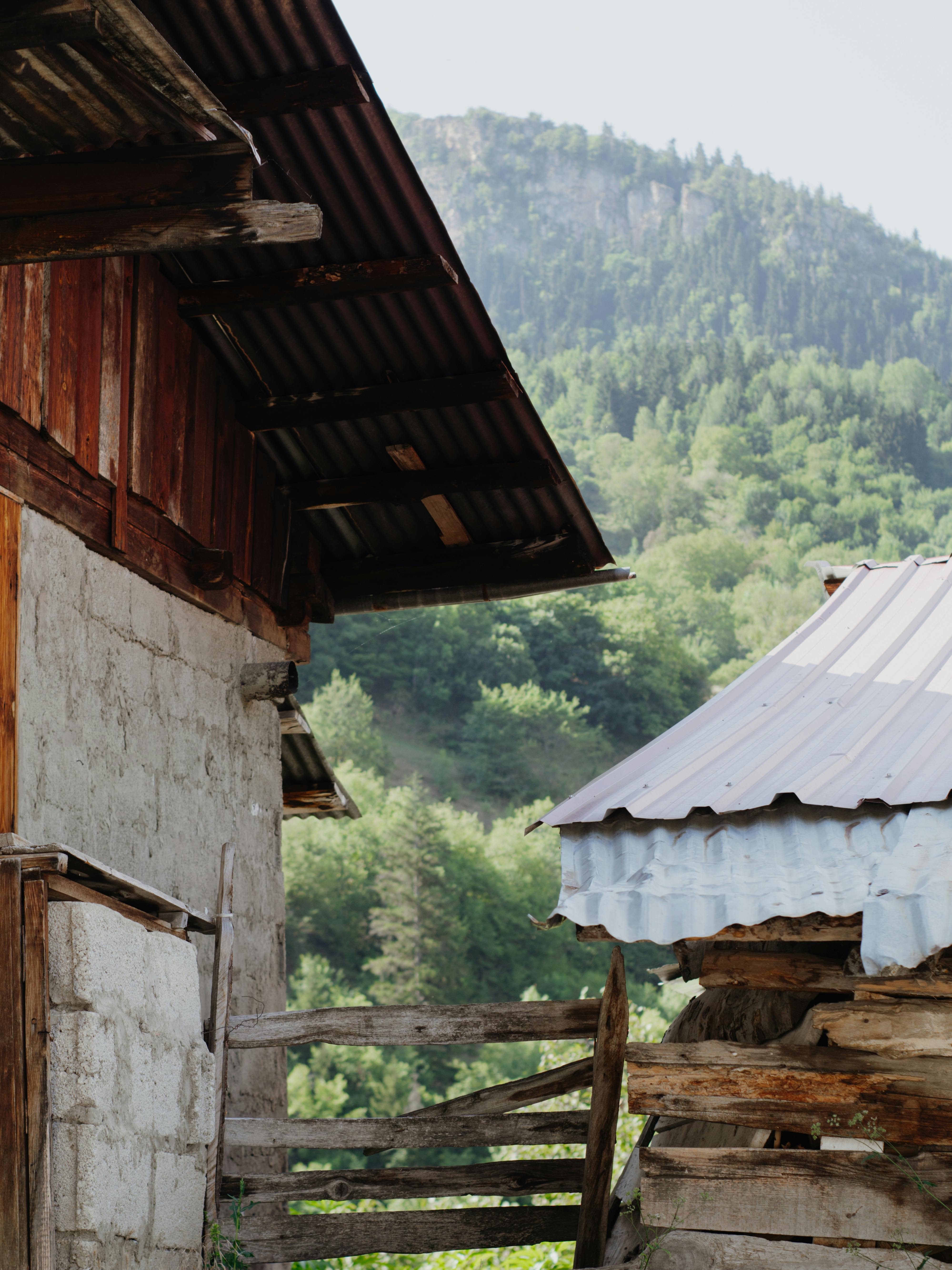 Forest In Summer Photos, Download The BEST Free Forest In Summer Stock ...