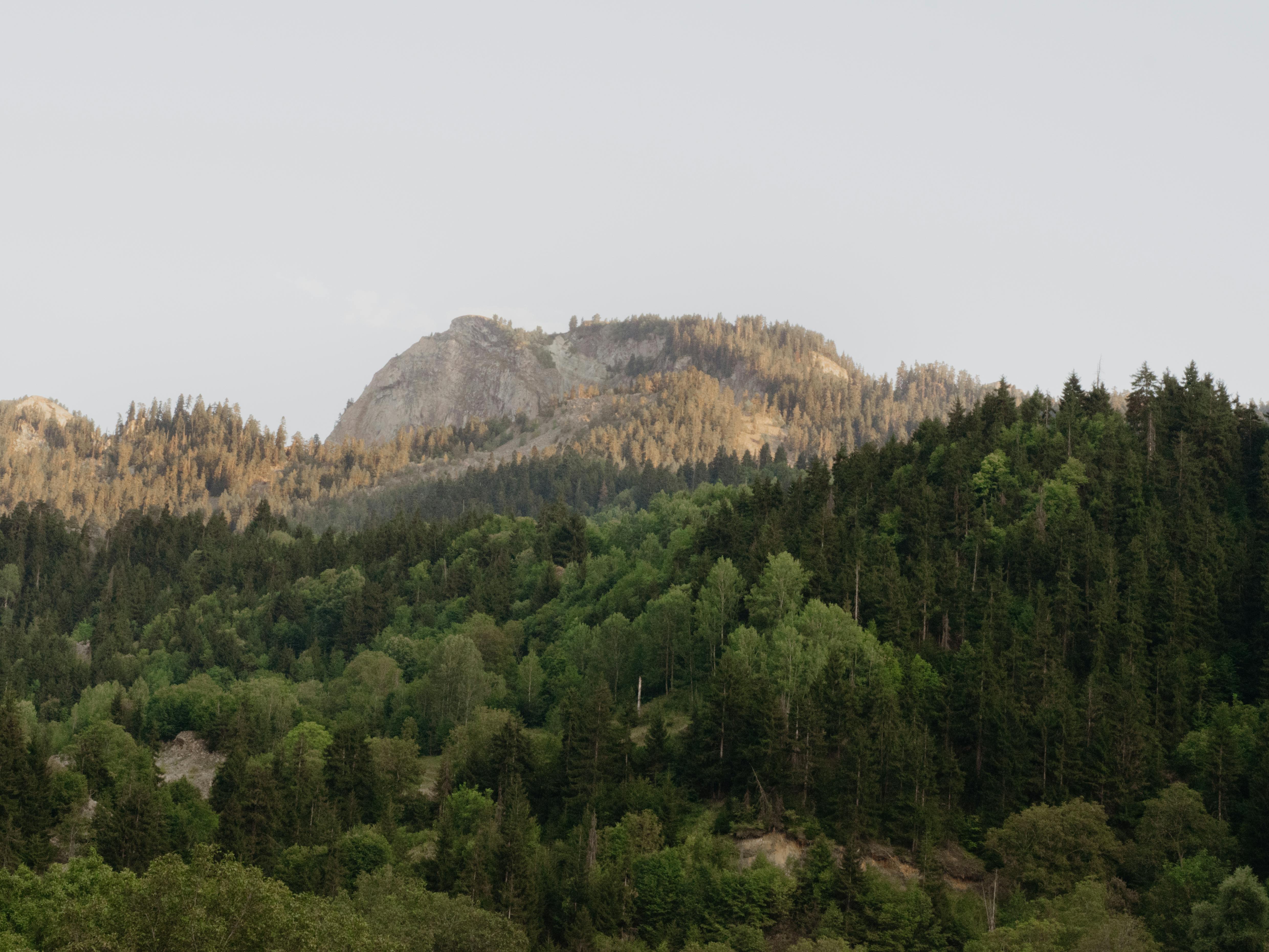 Deep, Evergreen Forest · Free Stock Photo