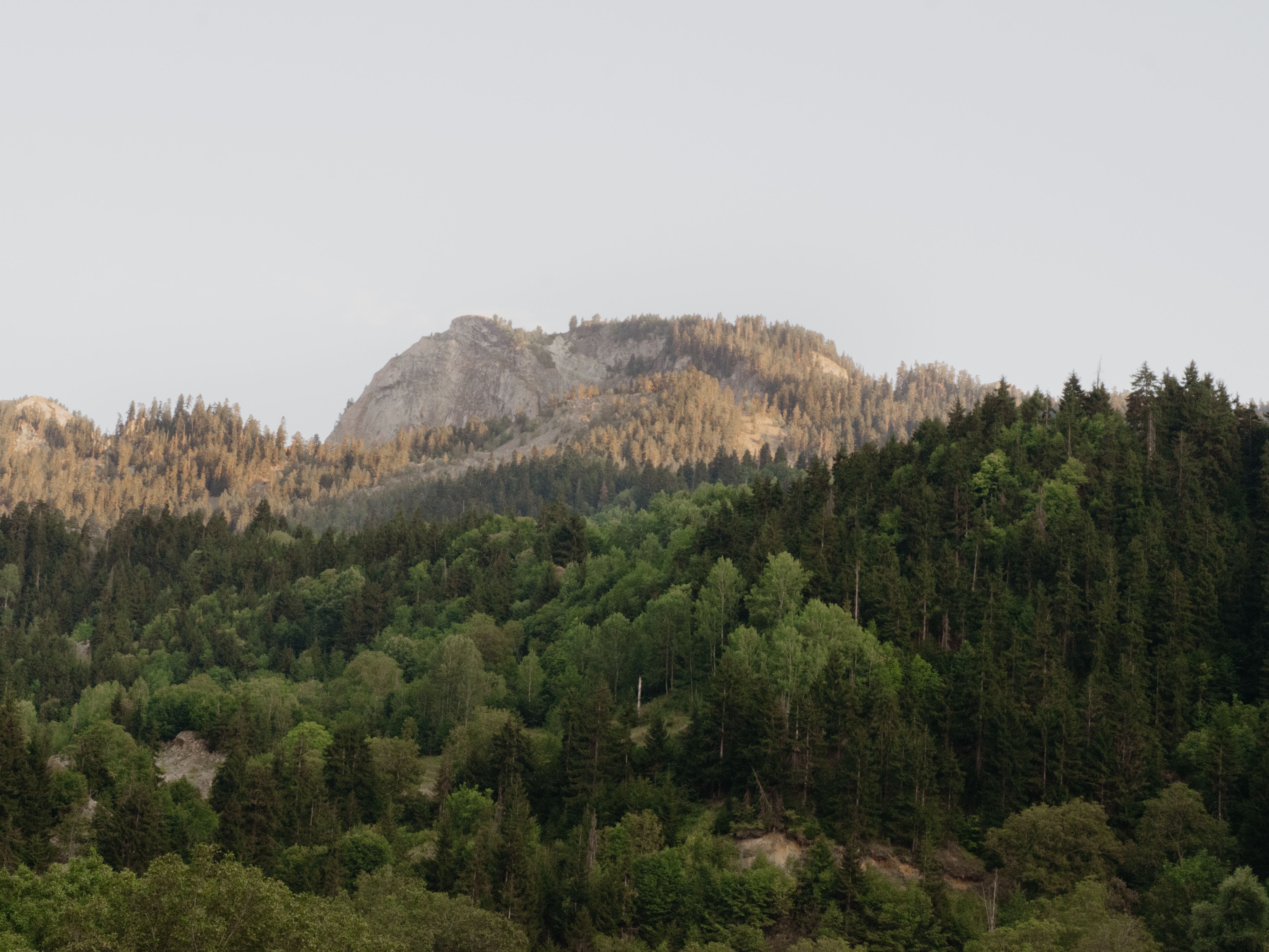 Forest and Hill behind · Free Stock Photo
