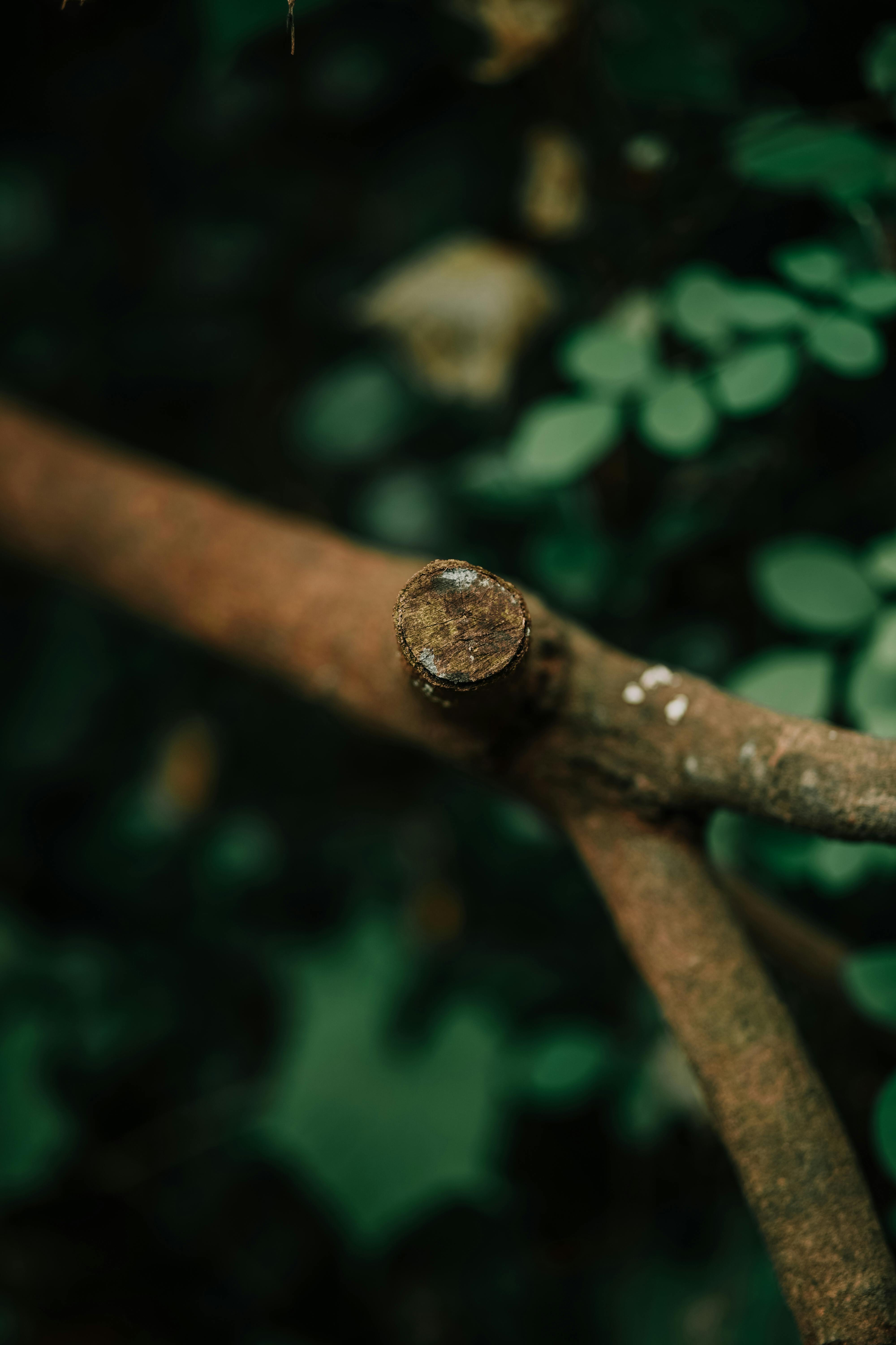 Tao Nature Photos, Download The BEST Free Tao Nature Stock Photos & HD ...