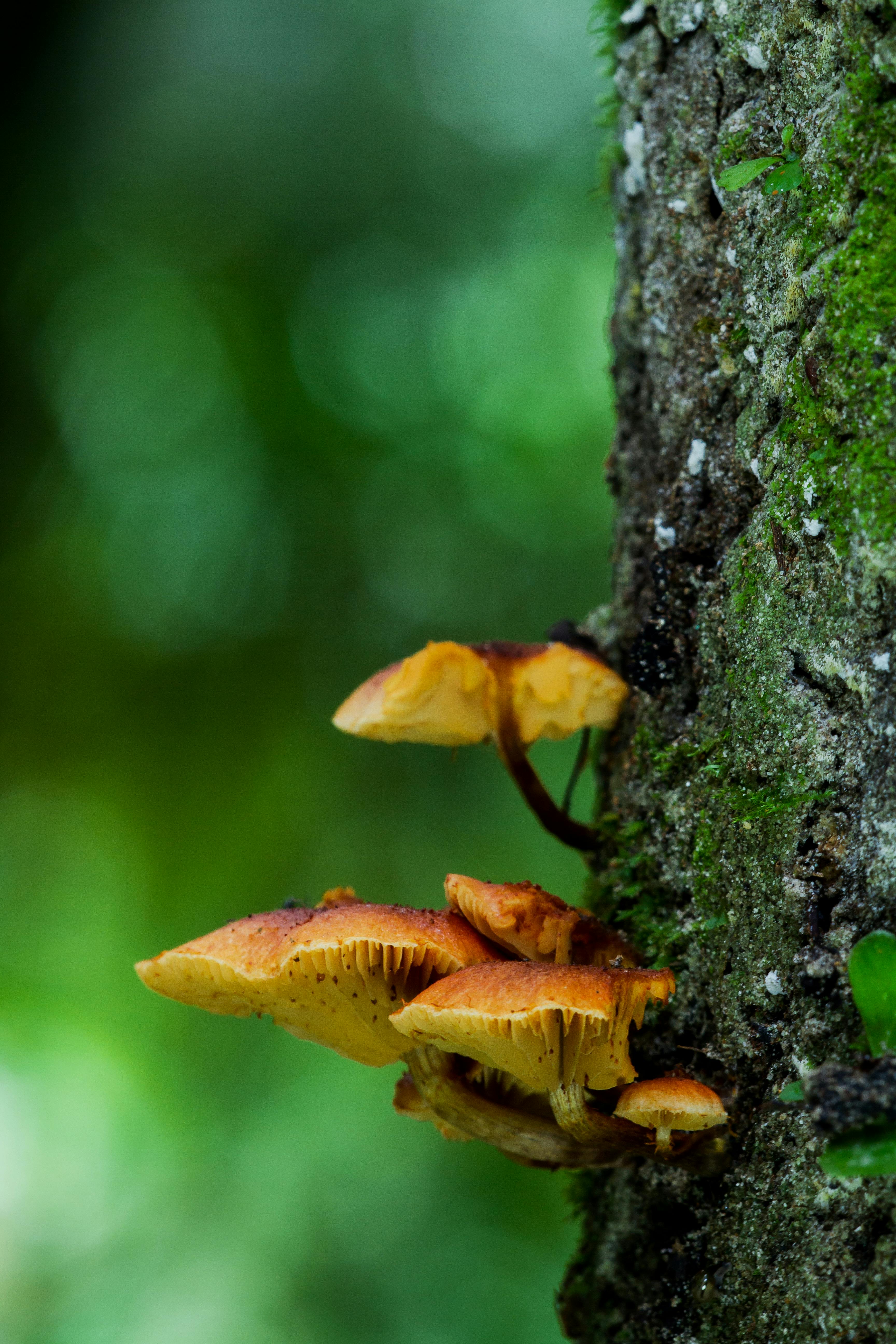 Close-up of Fungi Growing on a Tree Trunk · Free Stock Photo