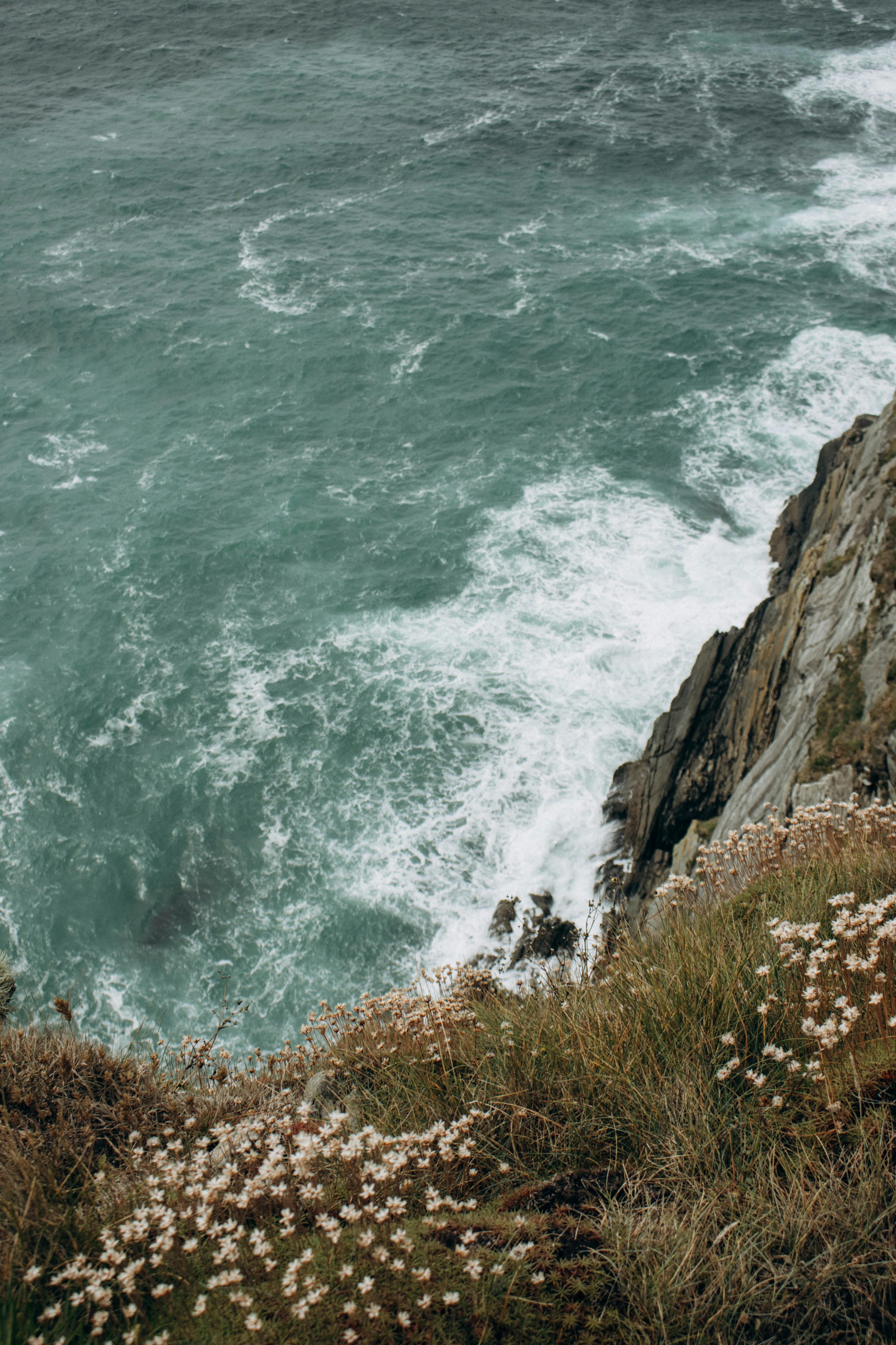 White Flowers on Ocean Cliff · Free Stock Photo