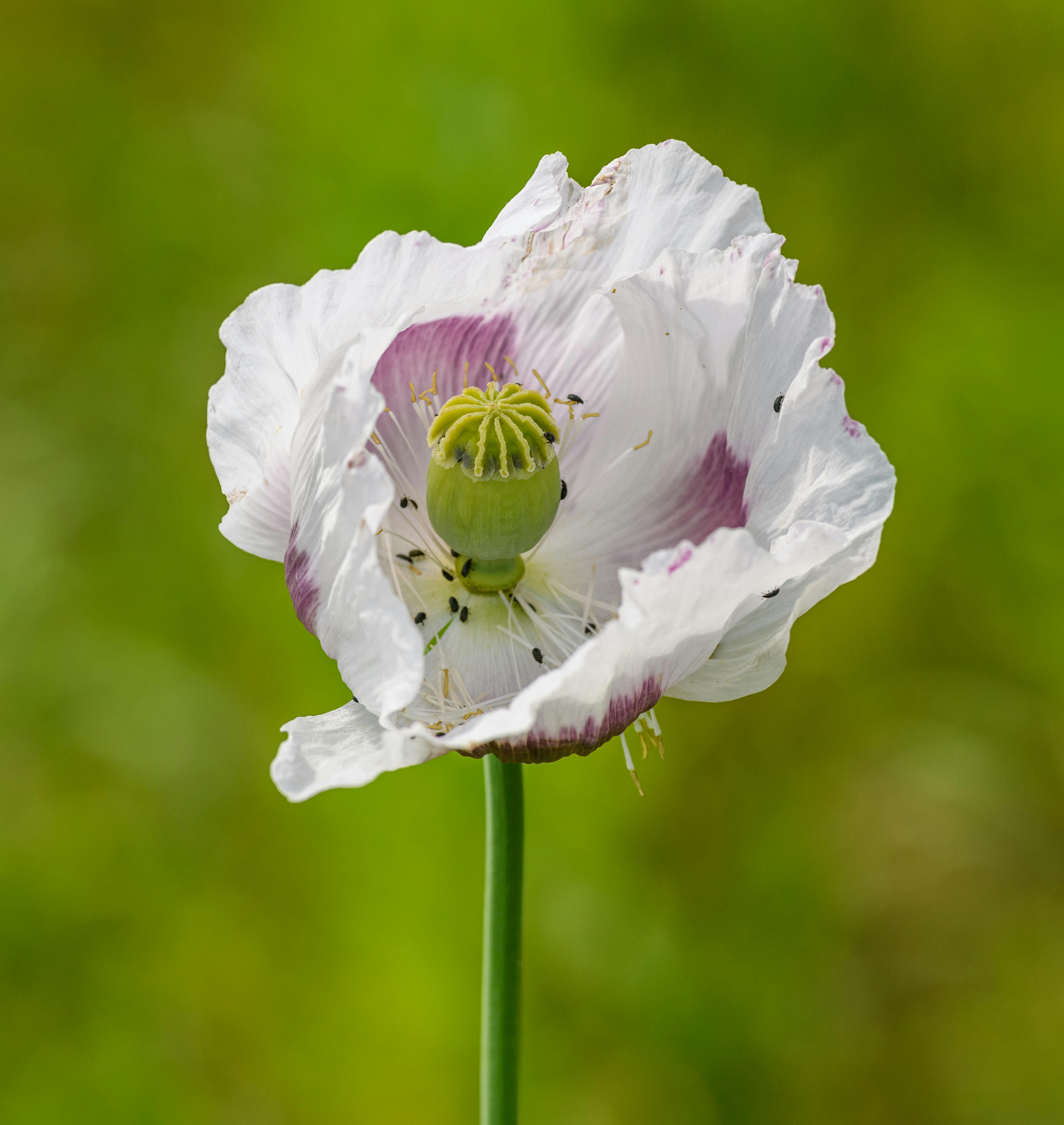 White Poppy Photos, Download The BEST Free White Poppy Stock Photos ...