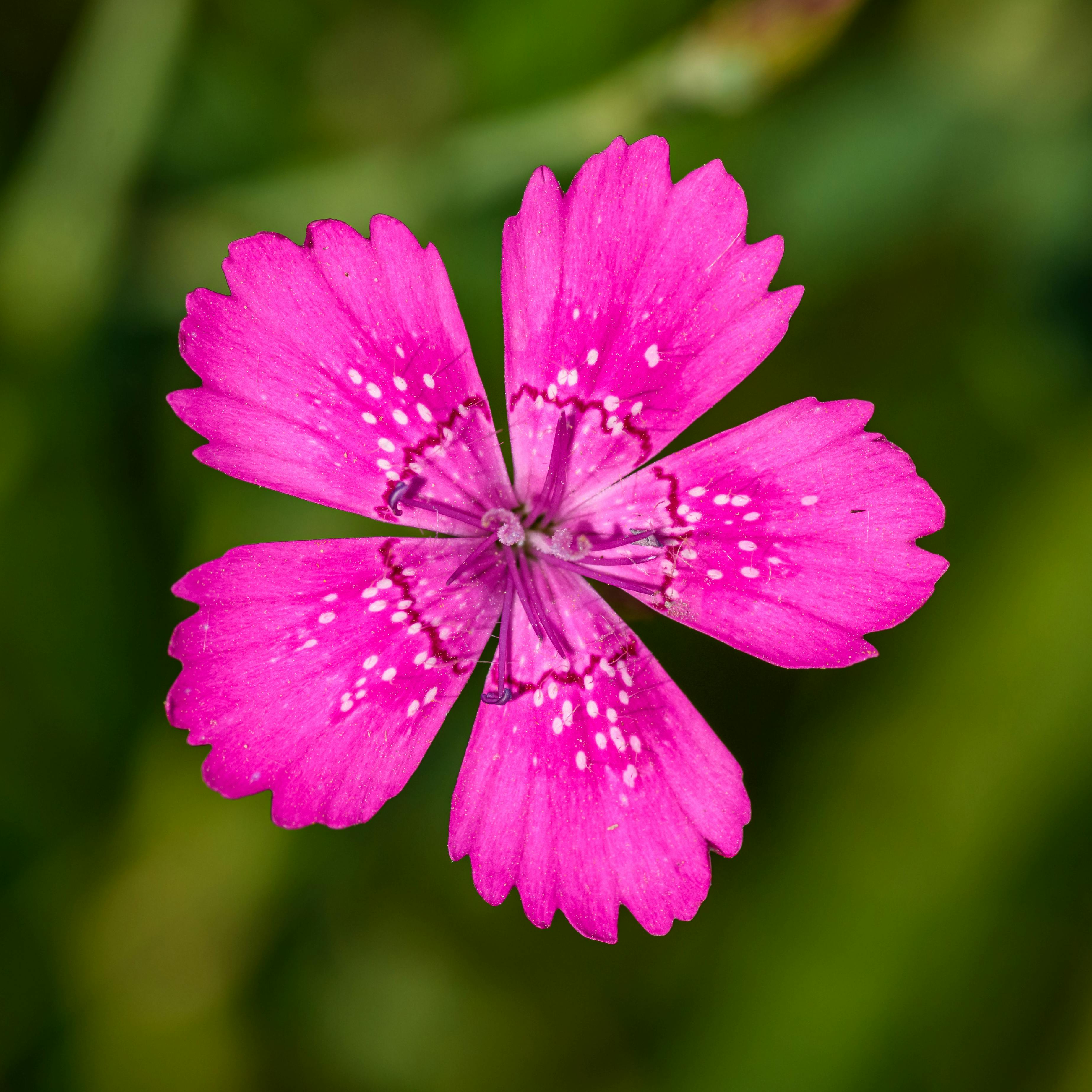 Close-up of a Maiden Pink Flower · Free Stock Photo