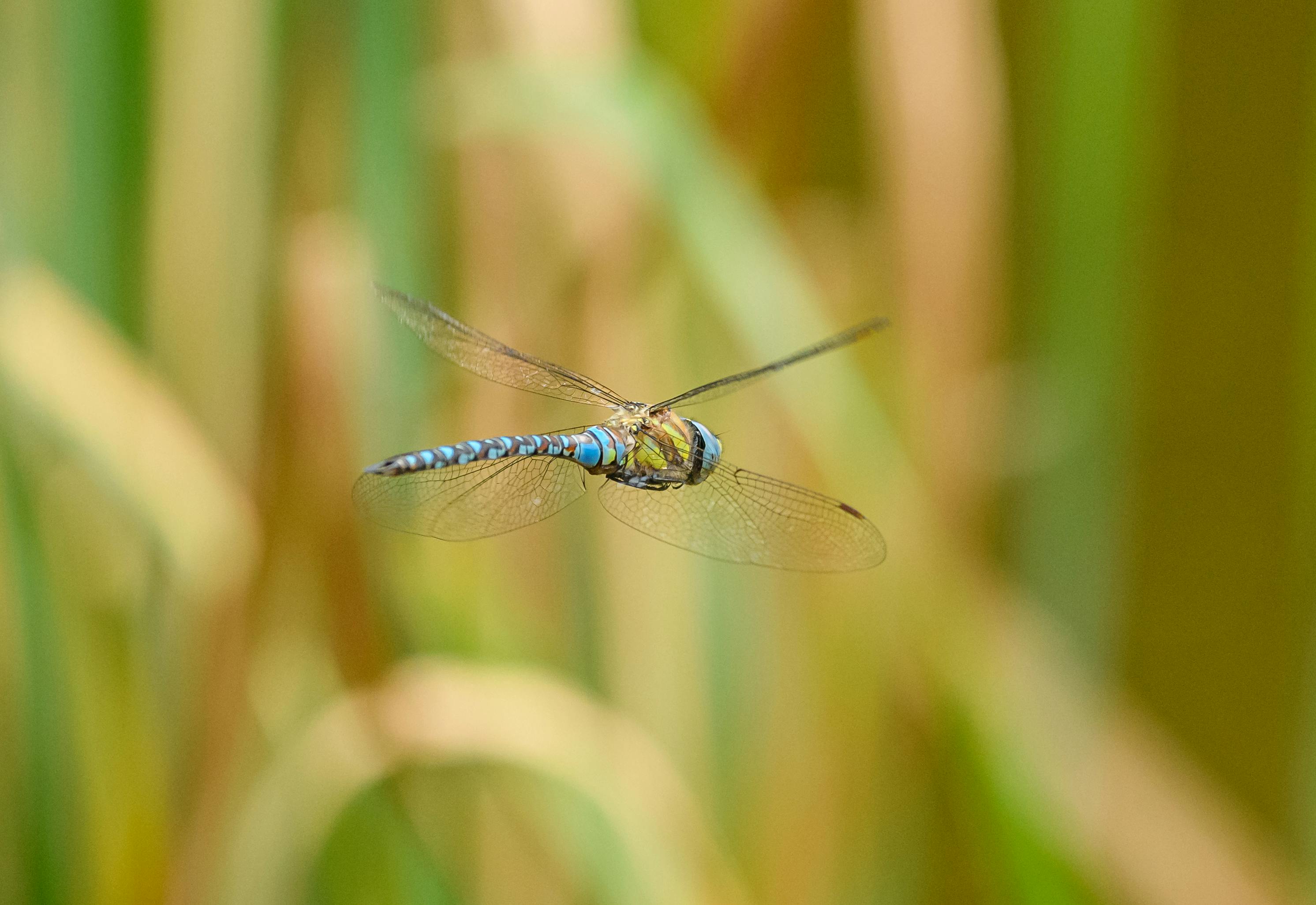 Close up of Flying Dragonfly · Free Stock Photo