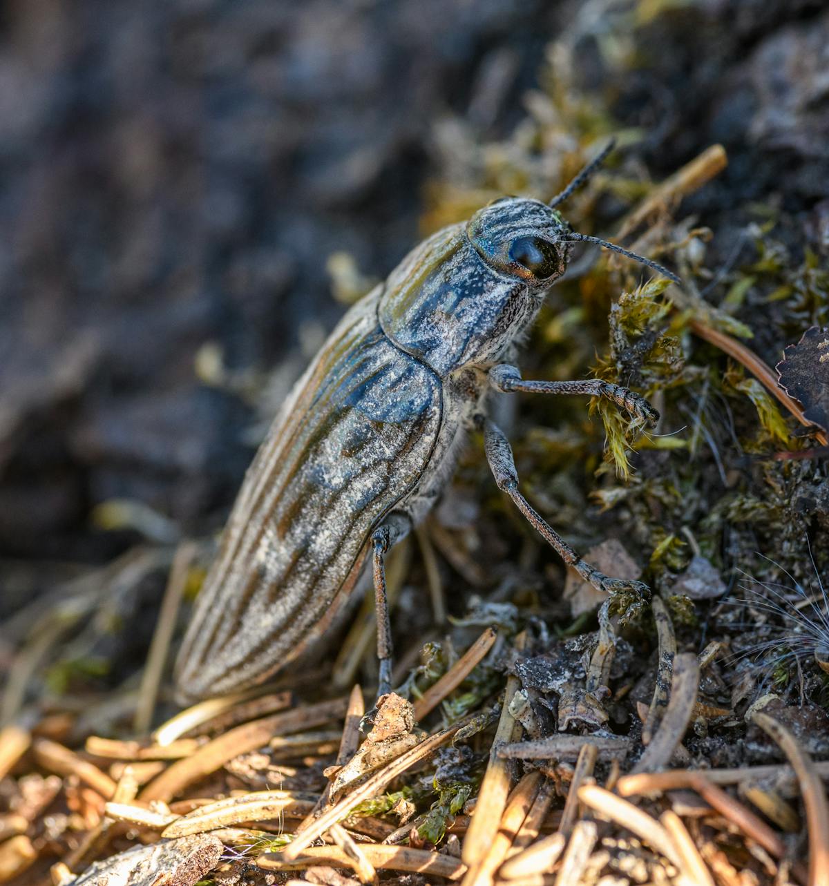 Glider Beetle Photos, Download The BEST Free Glider Beetle Stock Photos ...