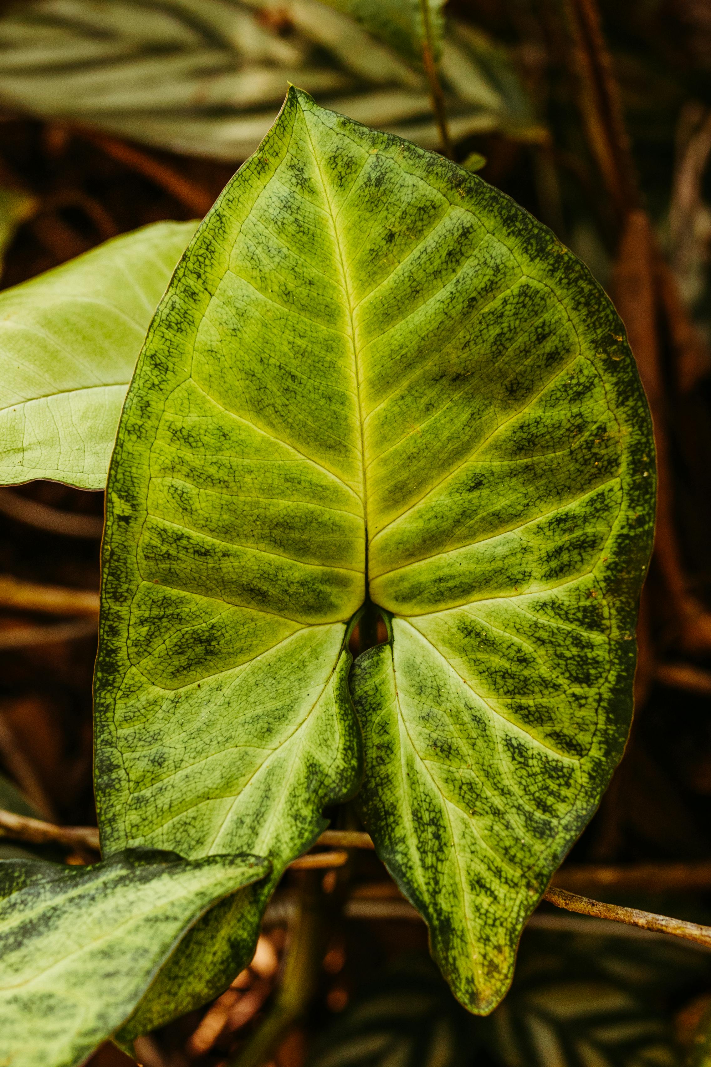 Close-up of a Syngonium Leaf · Free Stock Photo