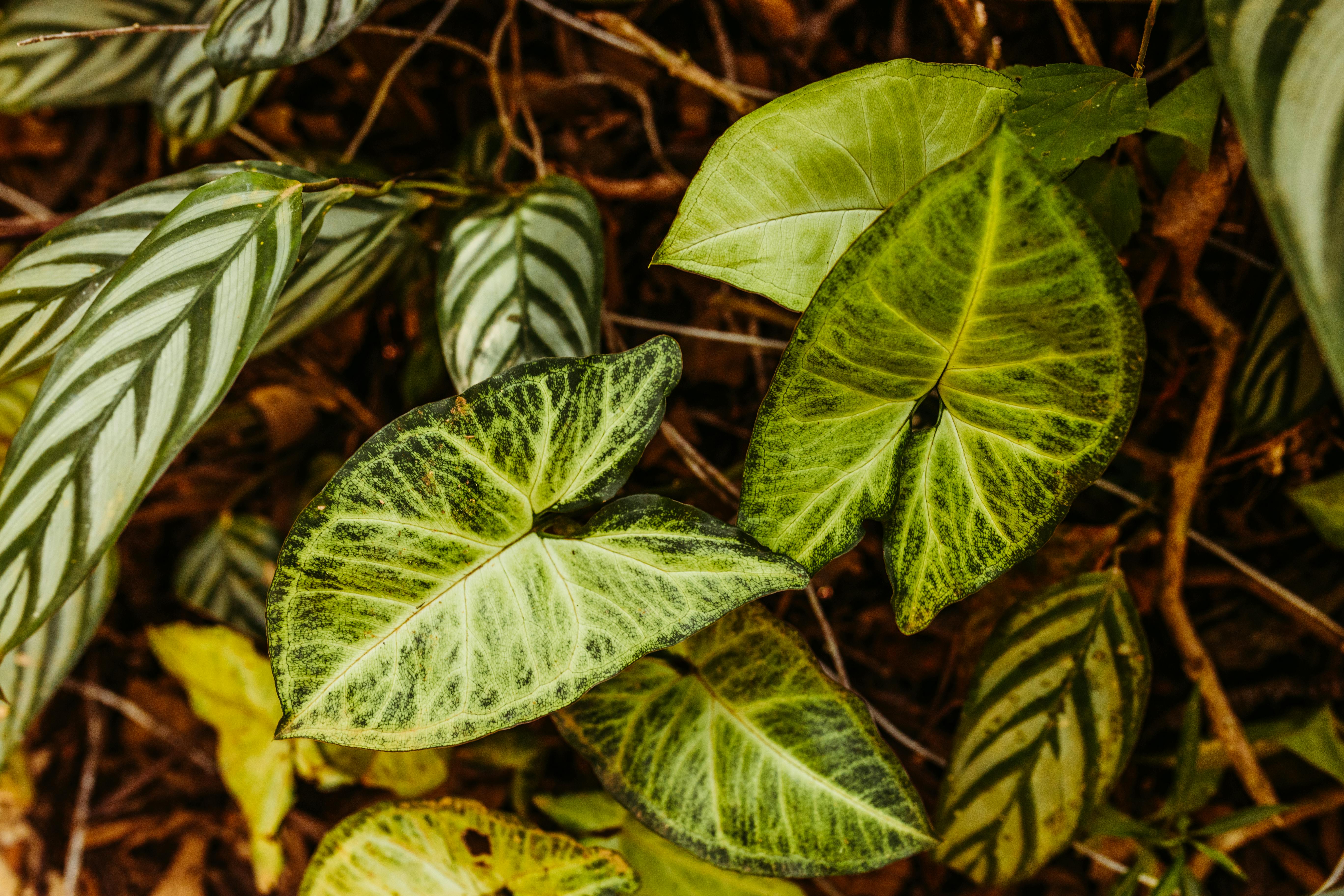 Close-up of Syngonium Leaves · Free Stock Photo