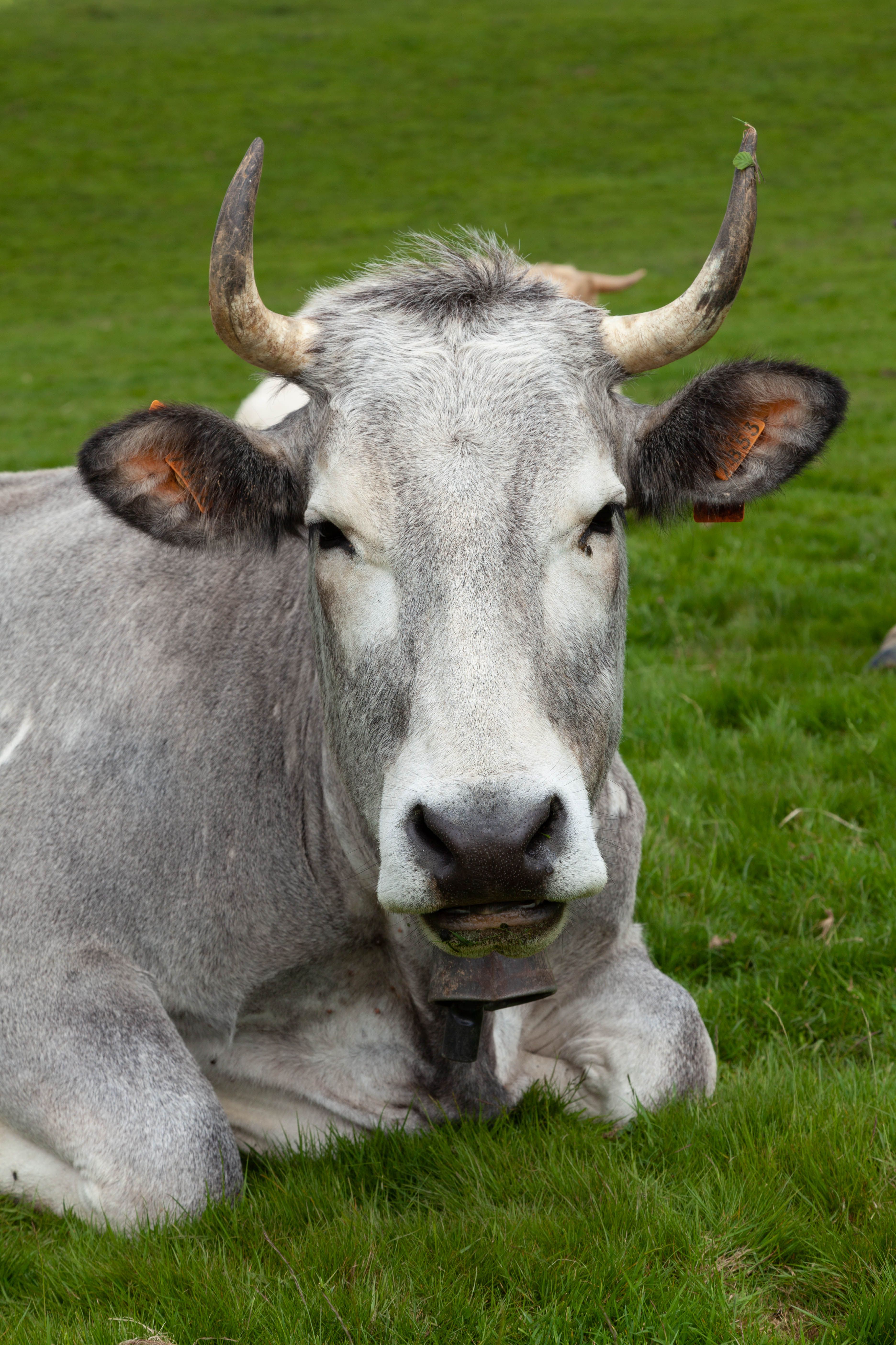 White Cow on Green Grass Field · Free Stock Photo