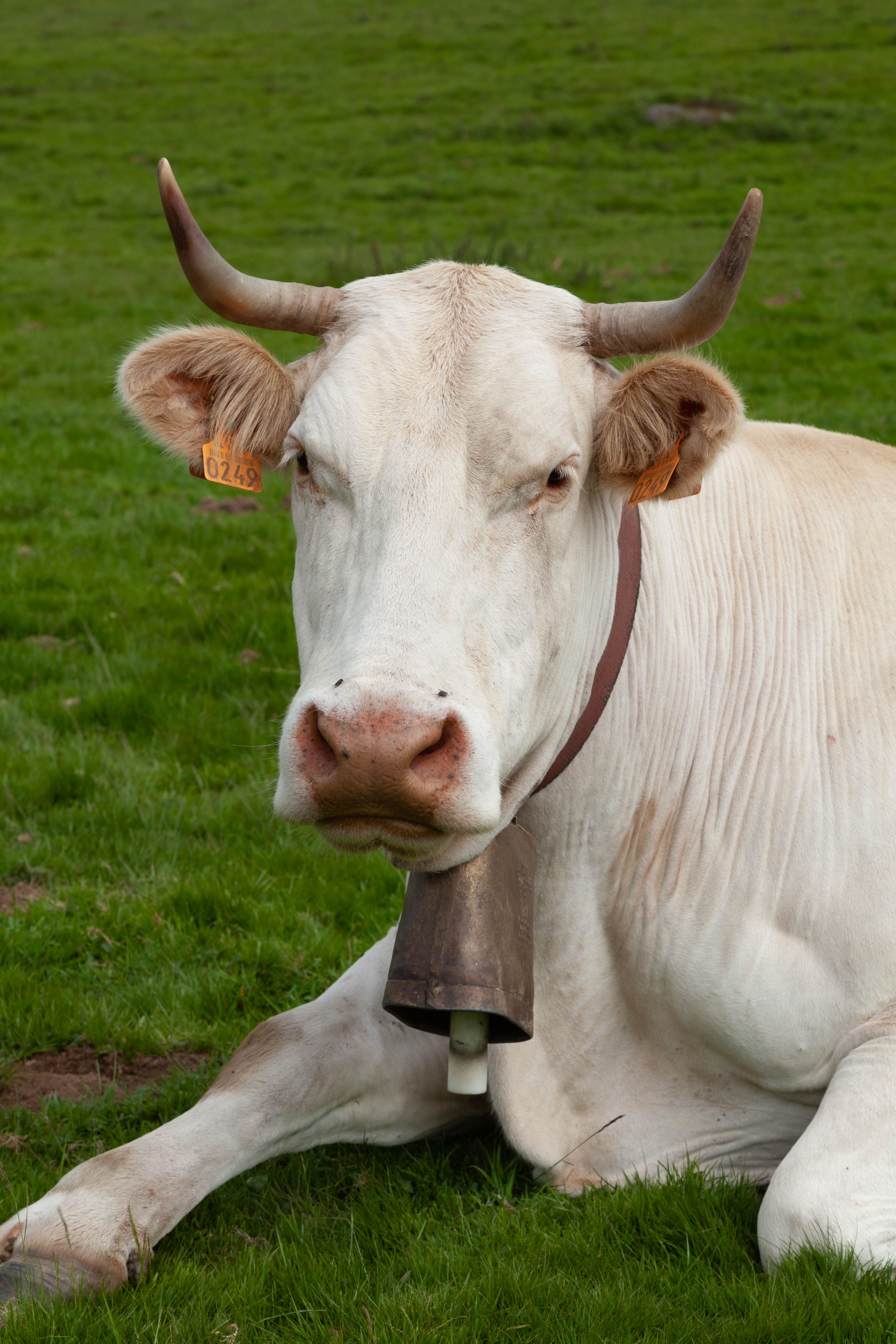 Cattle Field Photos, Download The BEST Free Cattle Field Stock Photos ...
