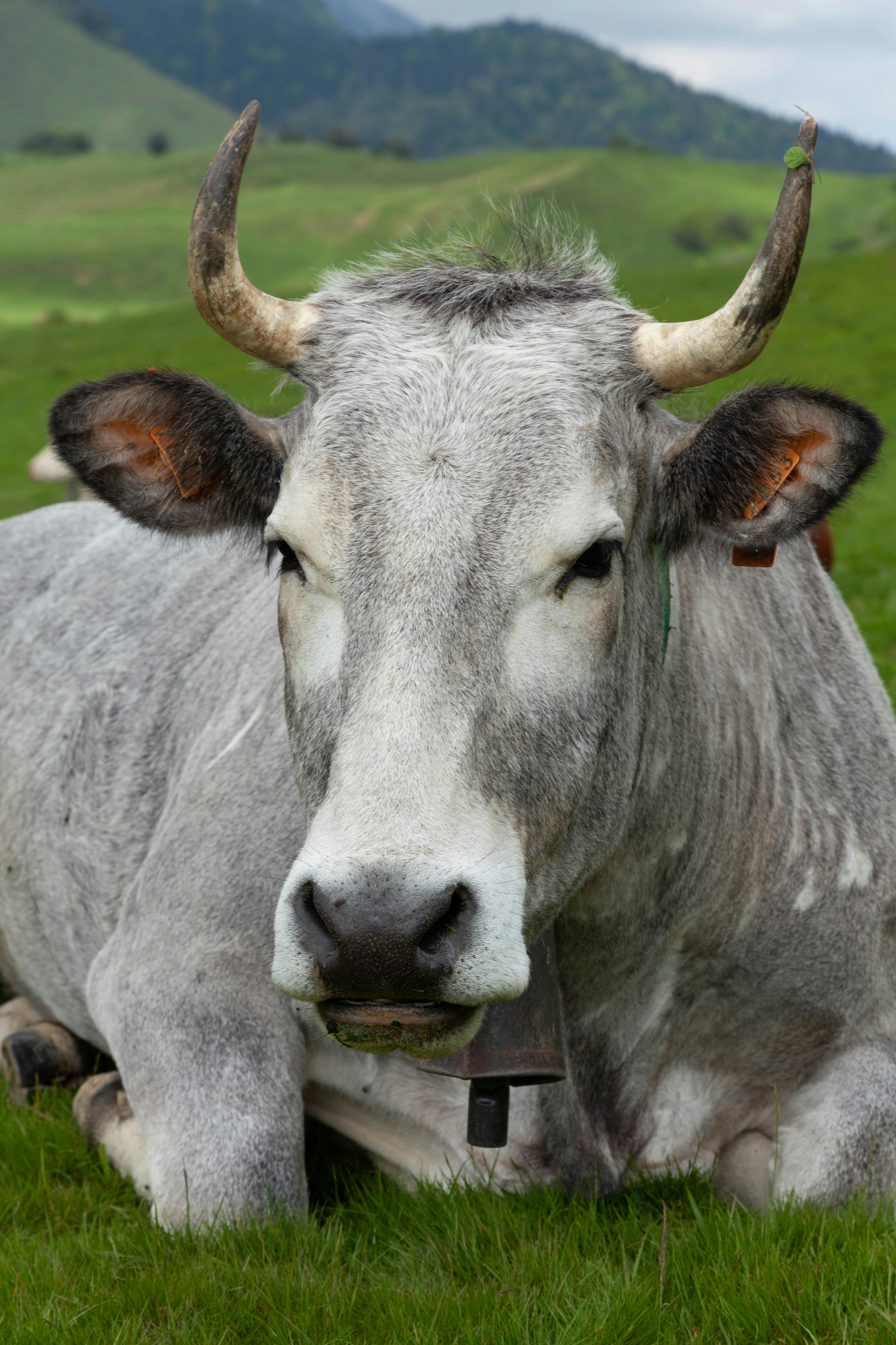 Animal Farm Photos, Download The BEST Free Animal Farm Stock Photos ...