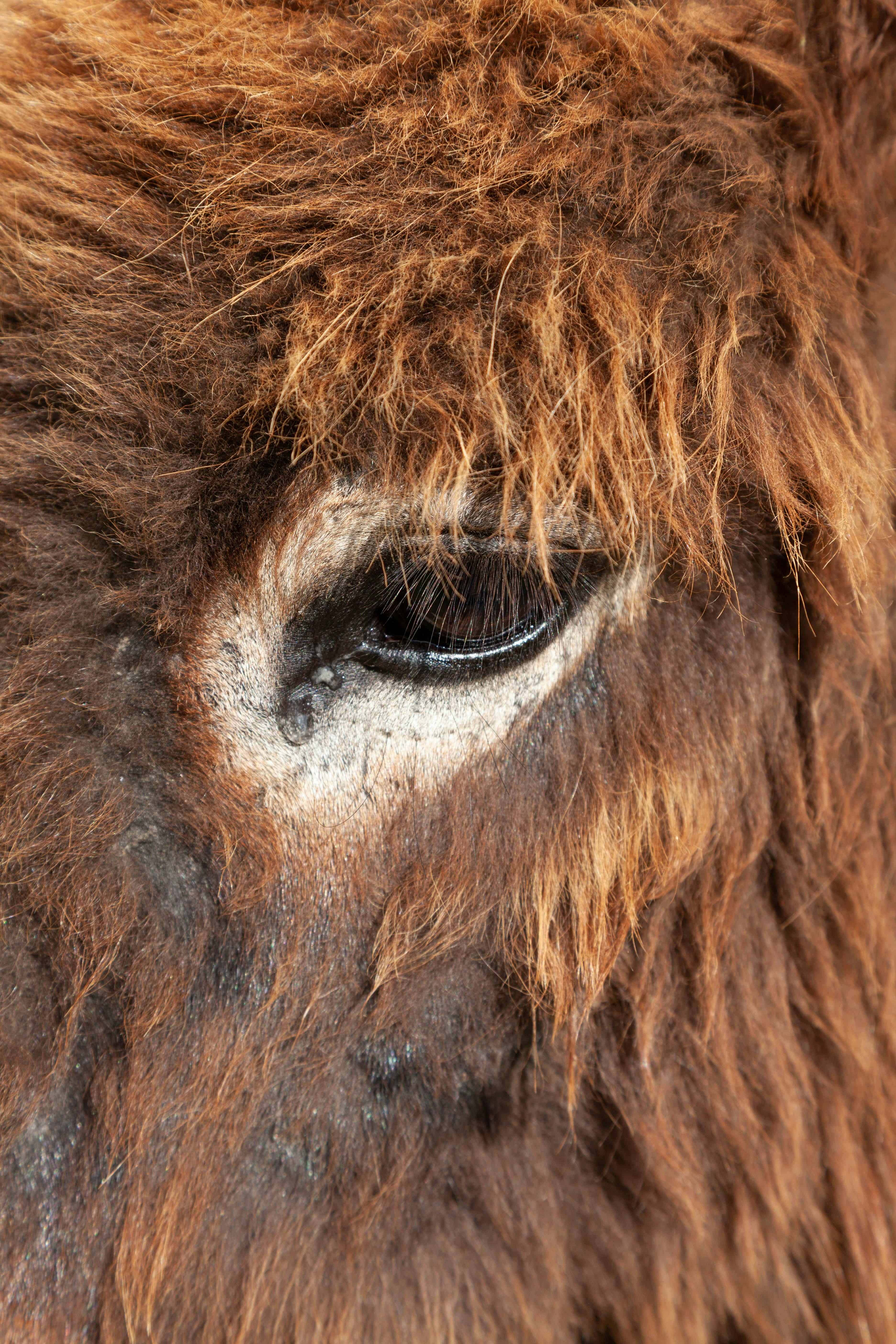 A close up of a brown cow's eye · Free Stock Photo