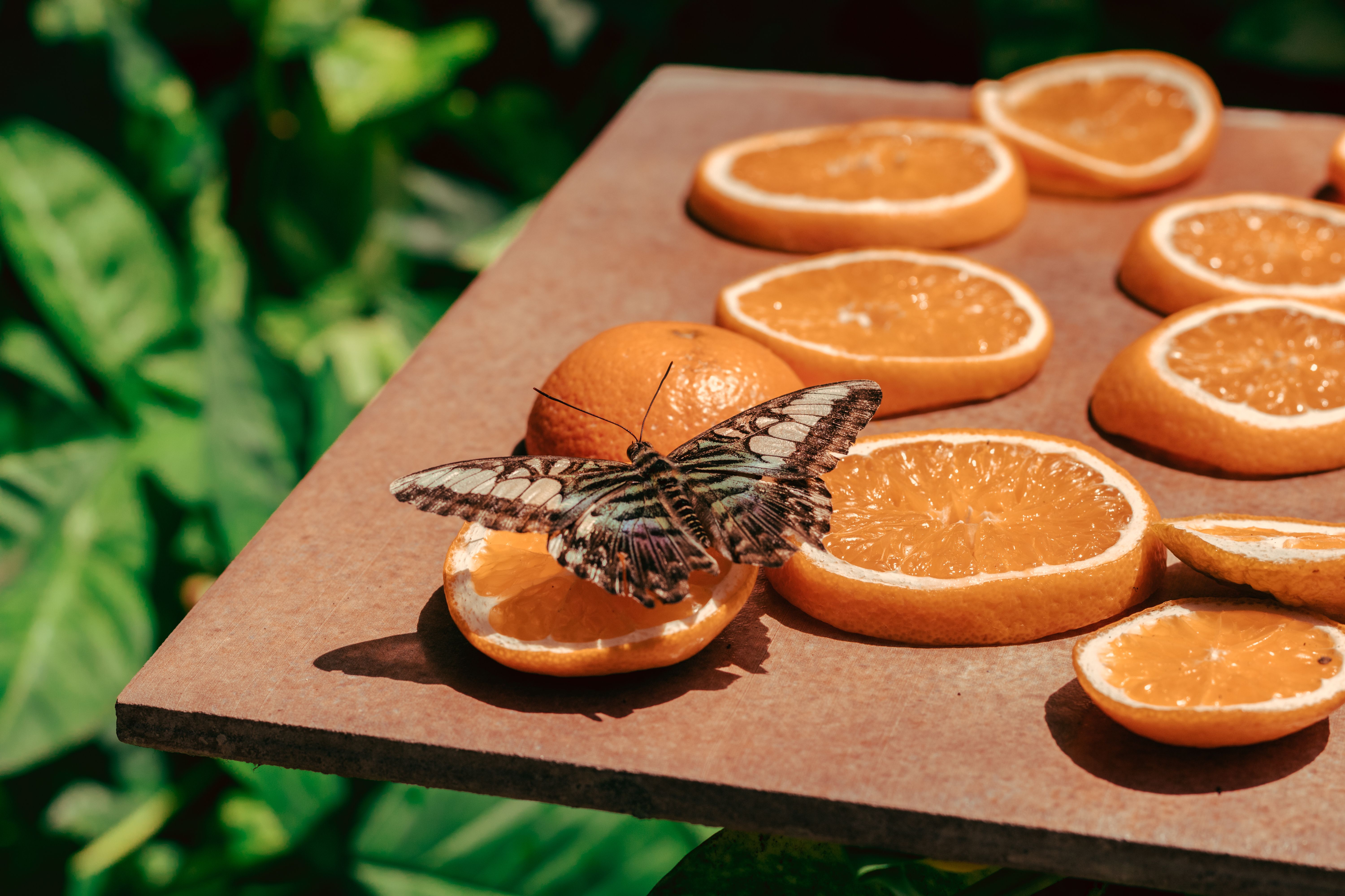 Orange Butterfly Photos, Download The BEST Free Orange Butterfly Stock ...