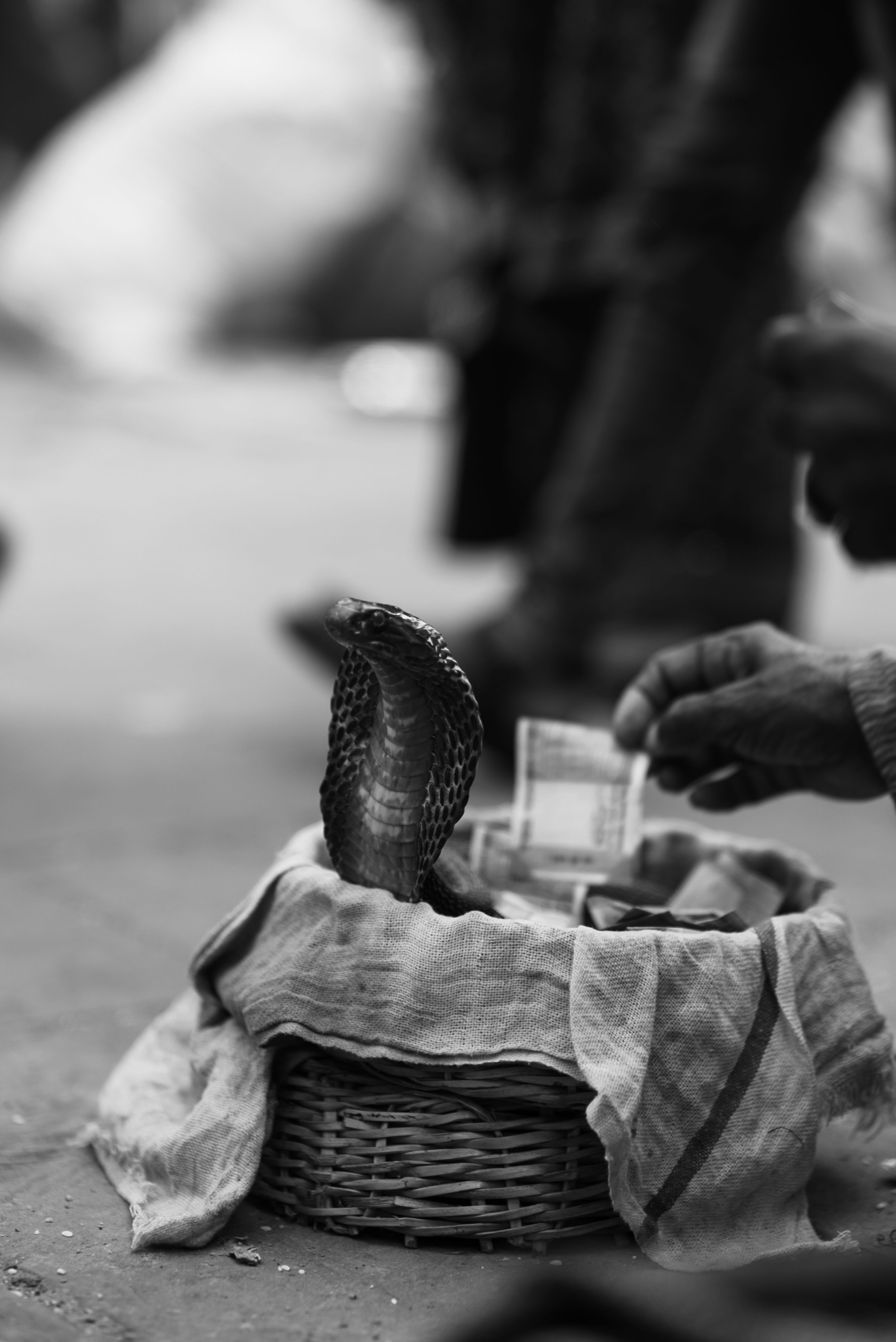 Man Posing with Snake on Head · Free Stock Photo