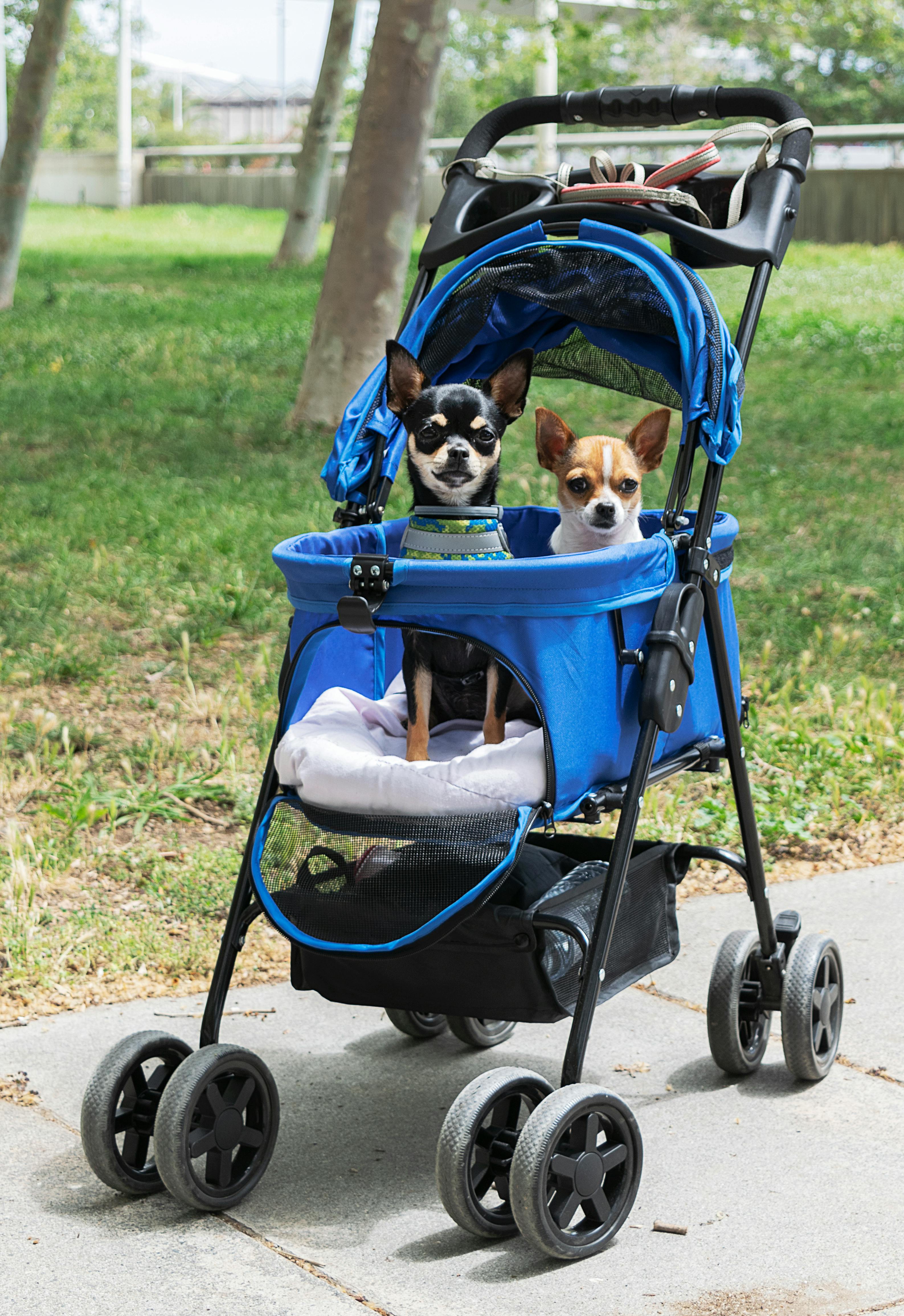 Dogs in Stroller in Park · Free Stock Photo