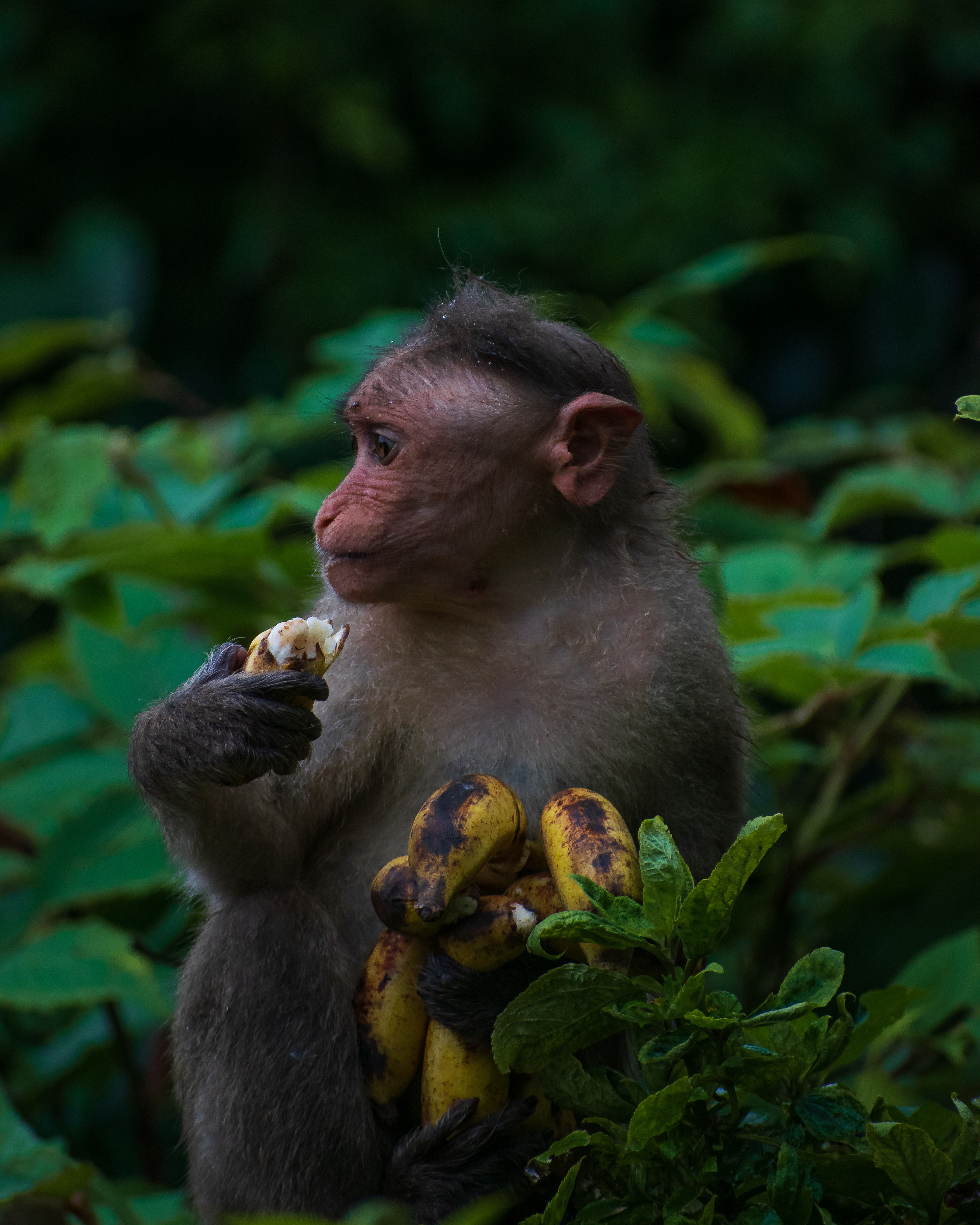Macaque Monkey Sitting on the Roof · Free Stock Photo